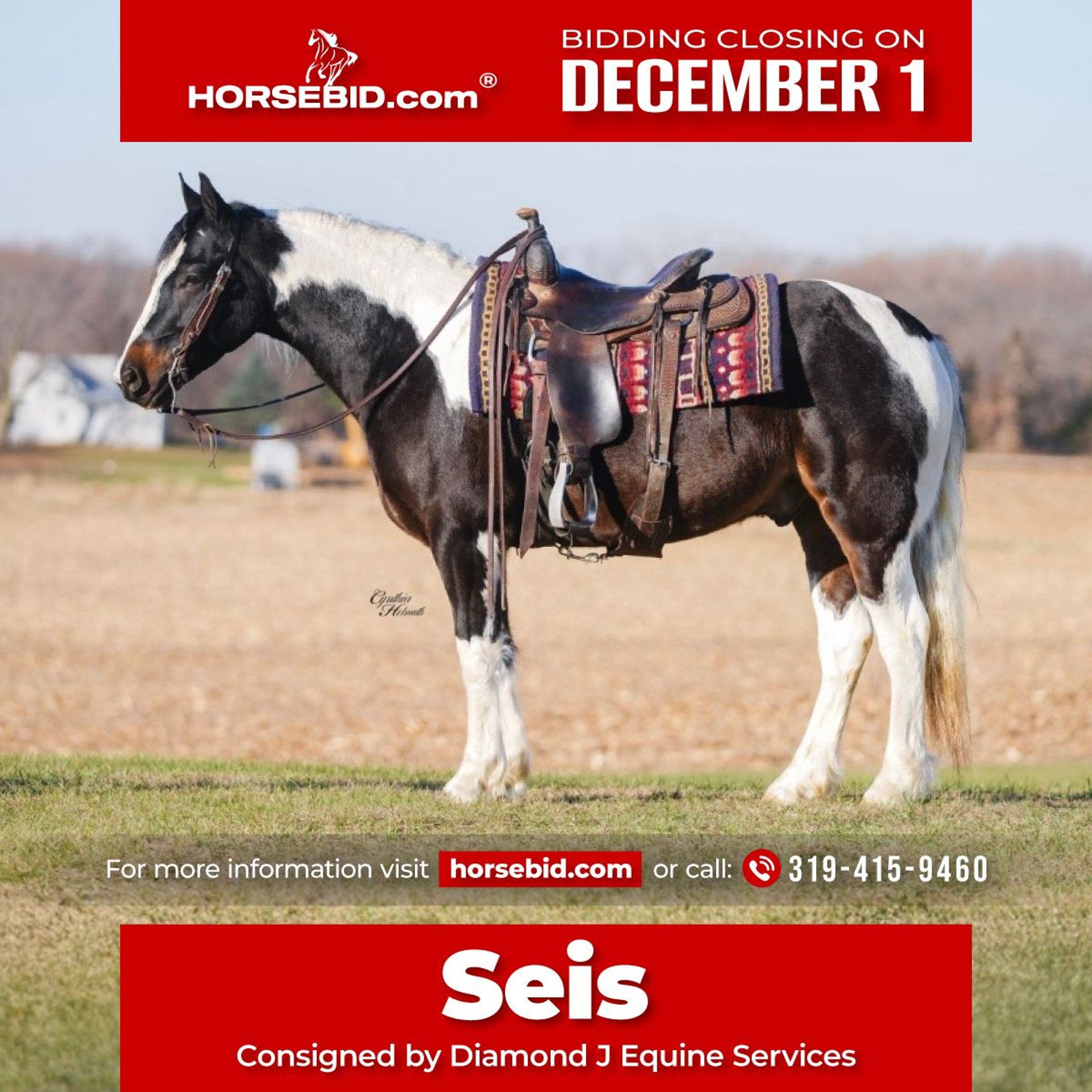 Gypsy Horse Mix Gelding 5 years 14,2 hh in Fairbank
