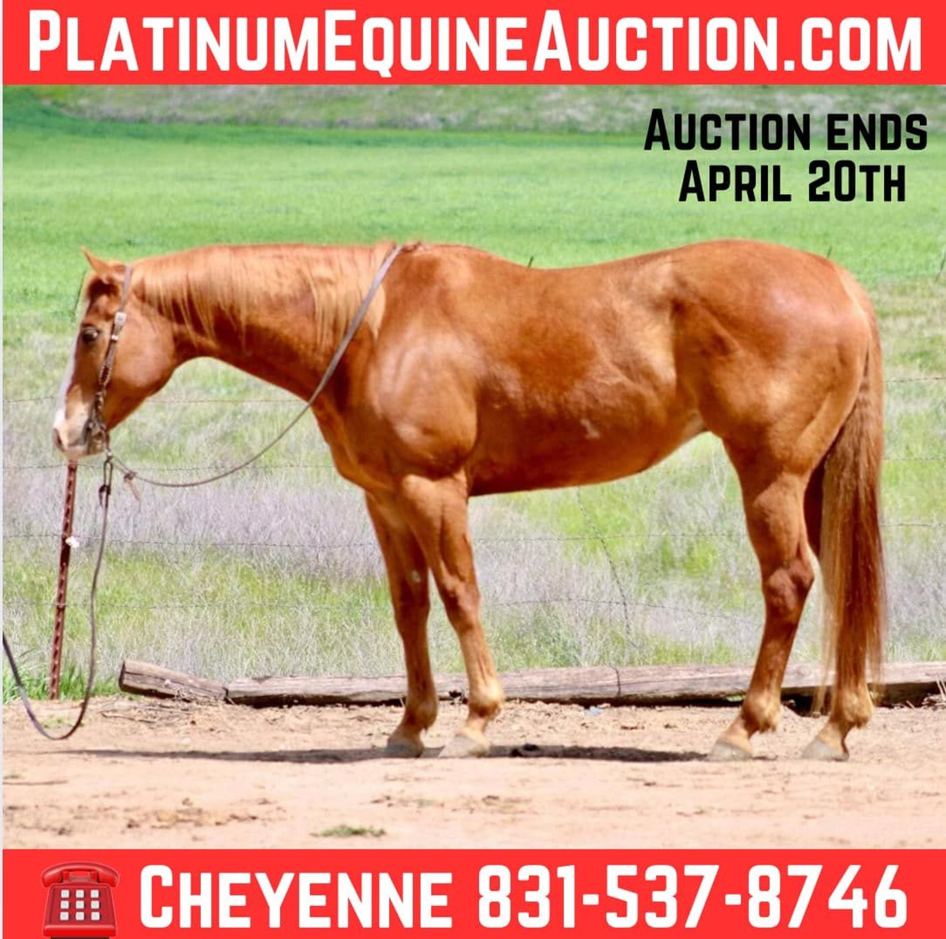Quarter horse américain Hongre 10 Ans Alezan brûlé in Bitterwater CA