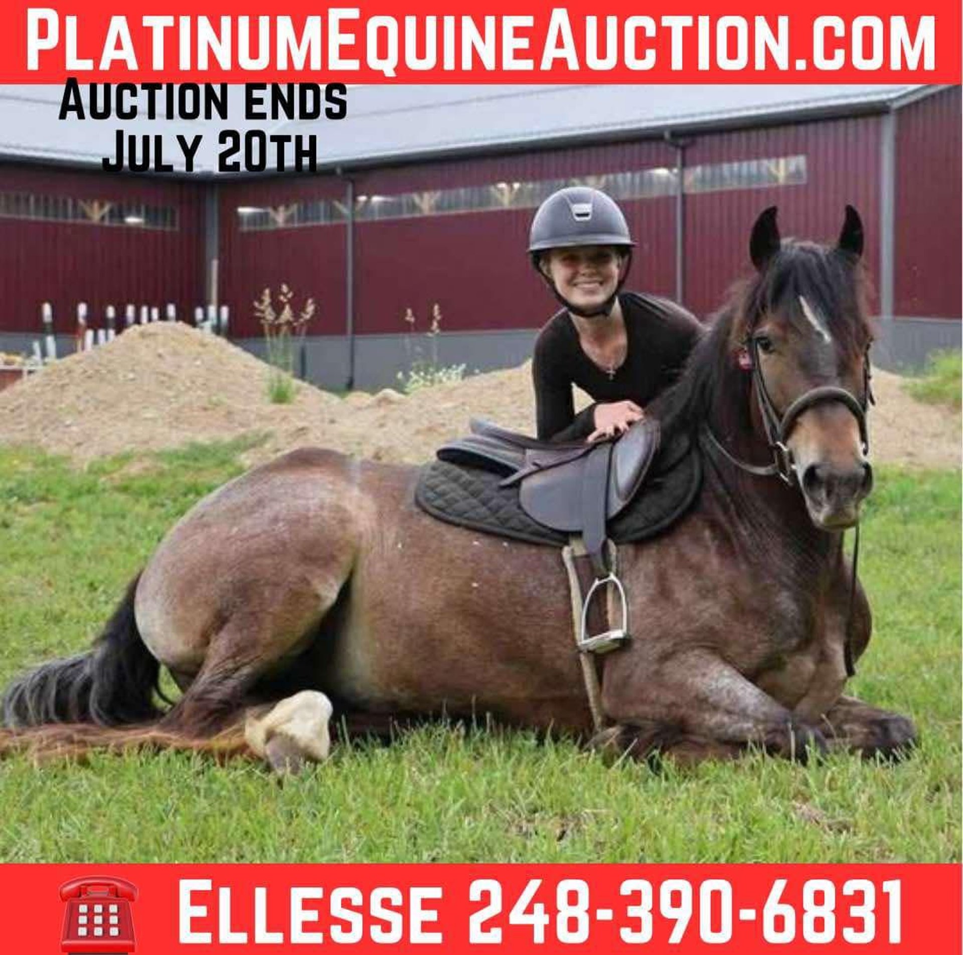 Tinker Jument 4 Ans 145 cm Bai cerise in Howell, MI