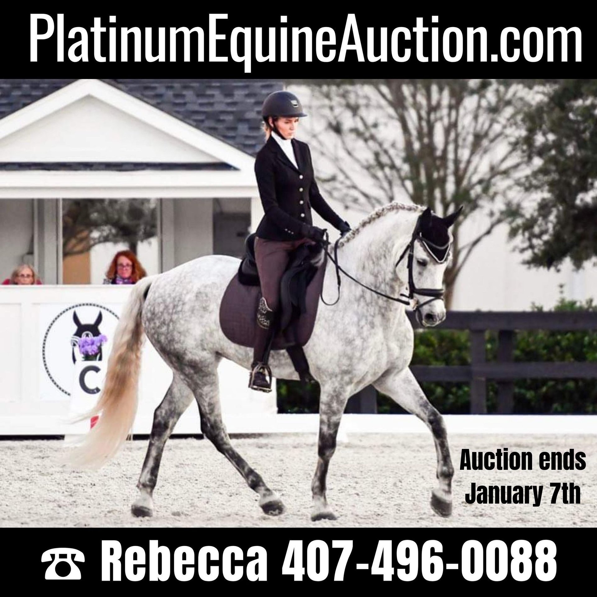 Andalusian Gelding 10 years 17 hh Gray-Dapple in Orlando FL