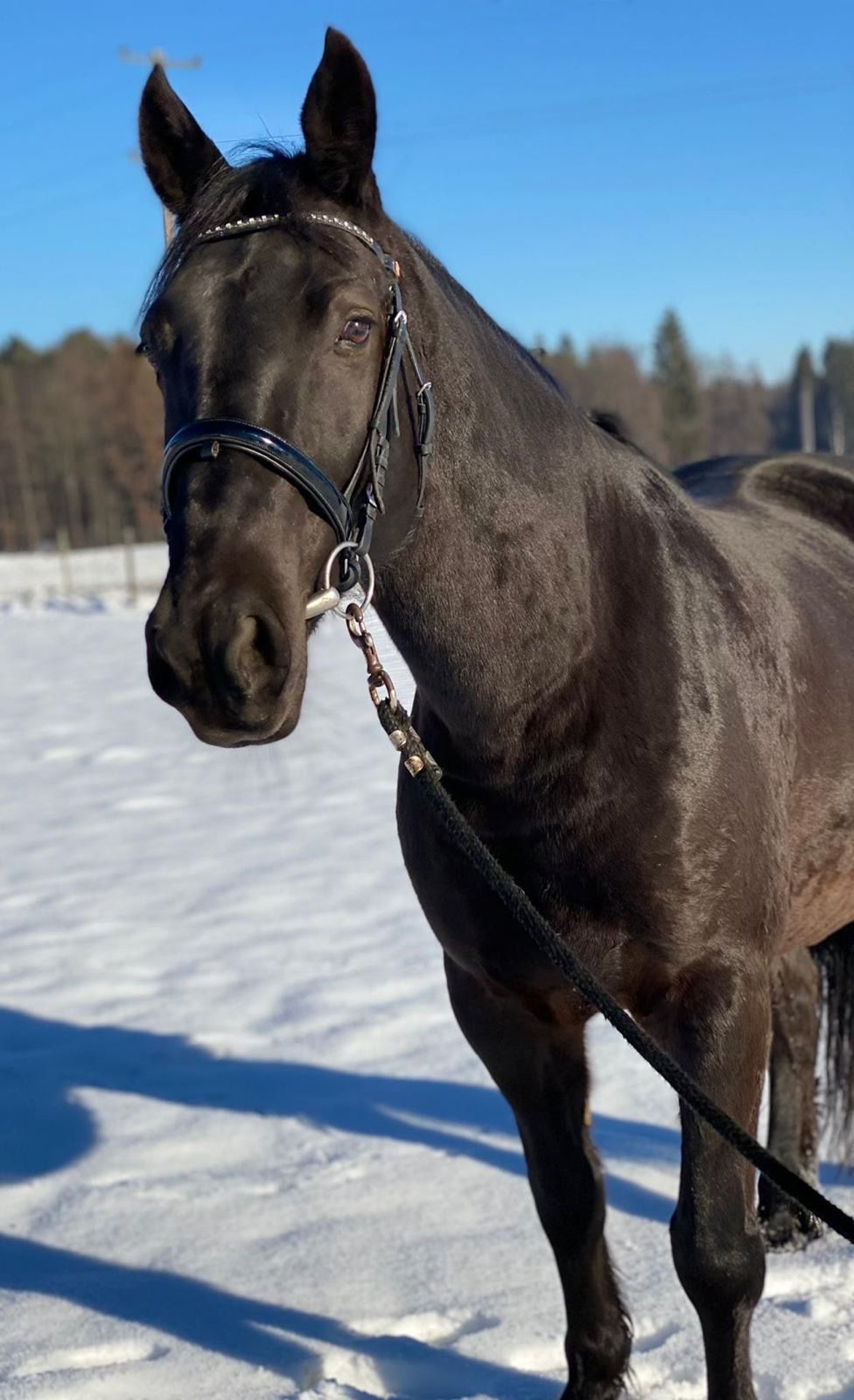 Friesian horses Mix Gelding 15 years 15,1 hh Black in Bad Schwanberg