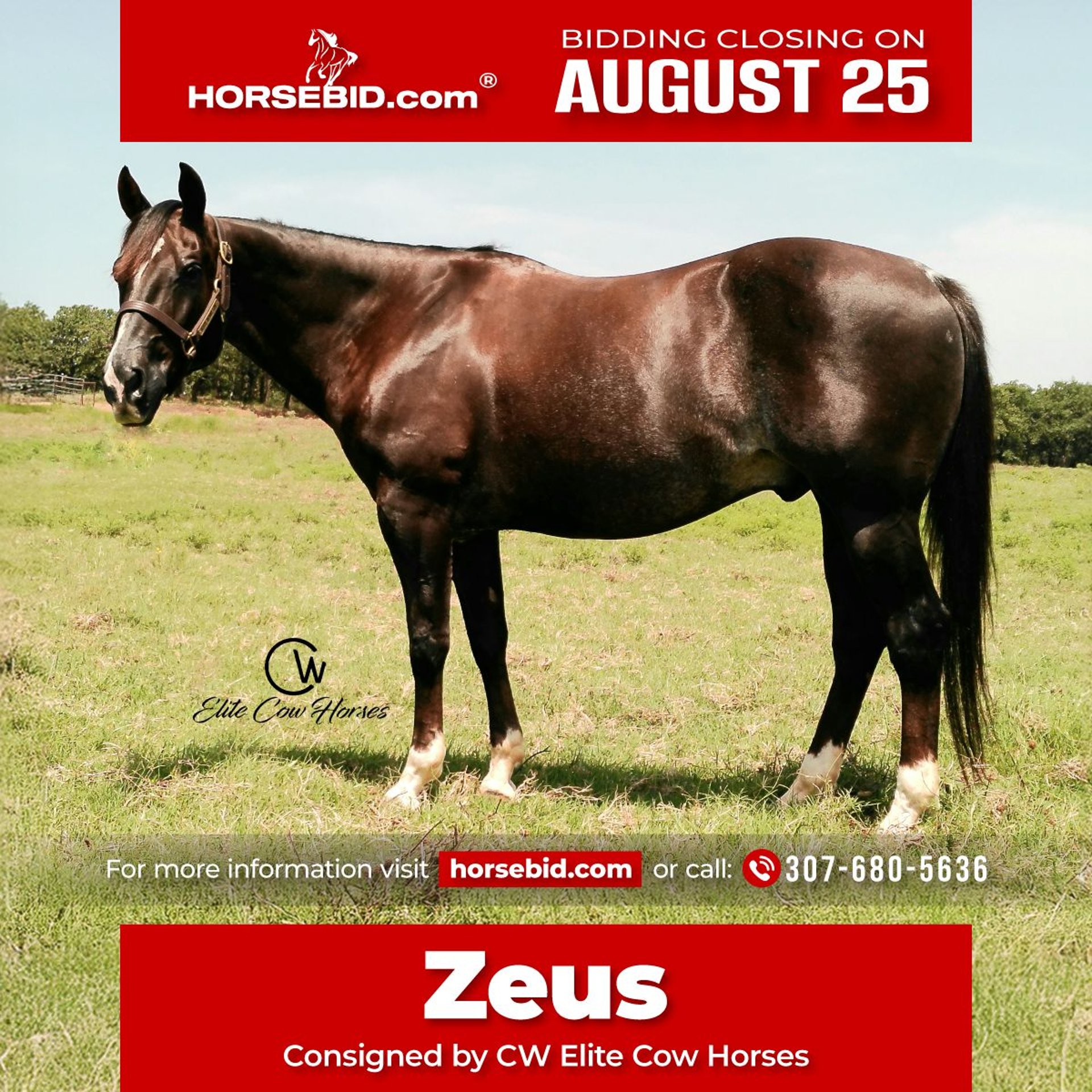 American Quarter Horse Wallach 12 Jahre 152 cm Dunkelfuchs in Healdton