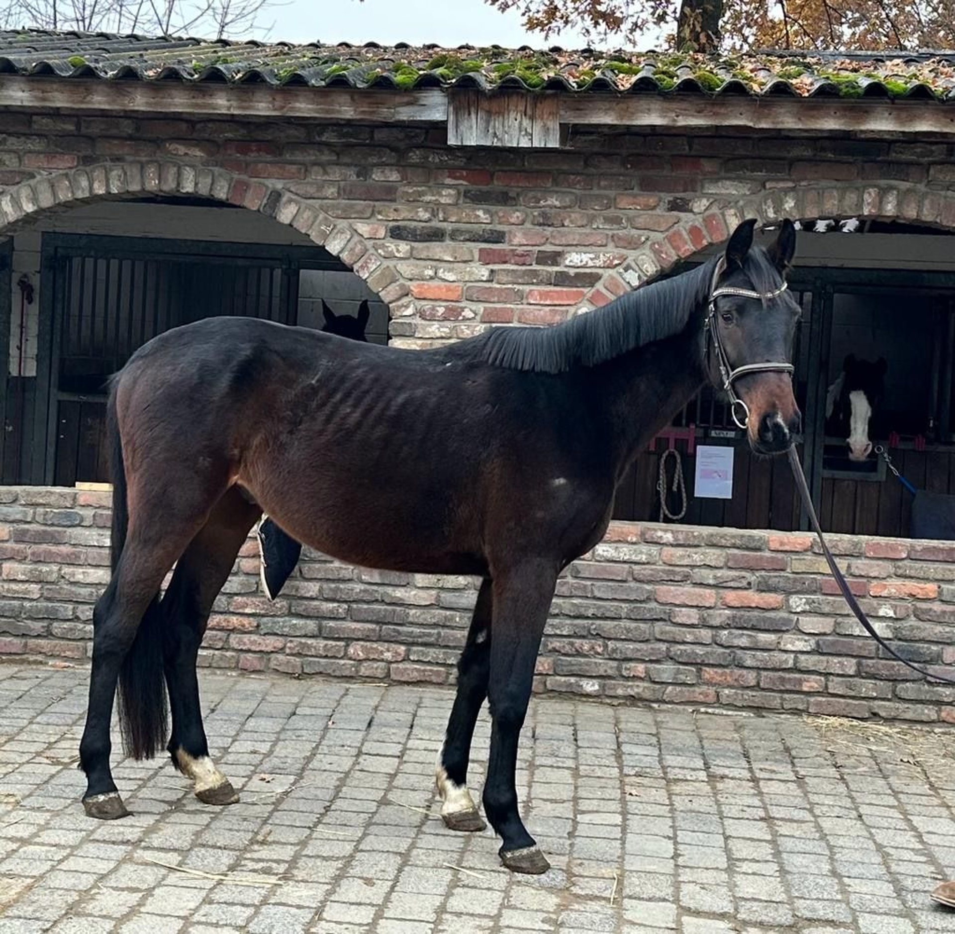 German Sport Horse Gelding 5 years 16,2 hh Bay-Dark in Grevenbroich