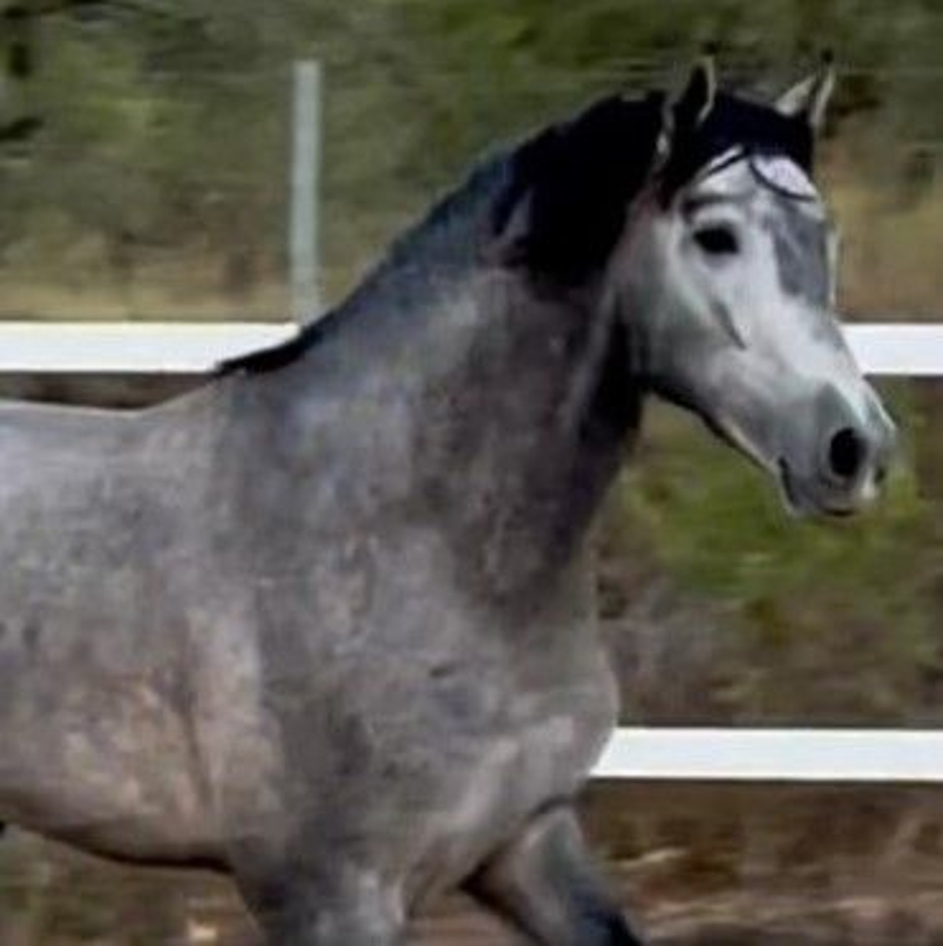PRE Blandning Hingst 4 år 158 cm Grå in Alicante