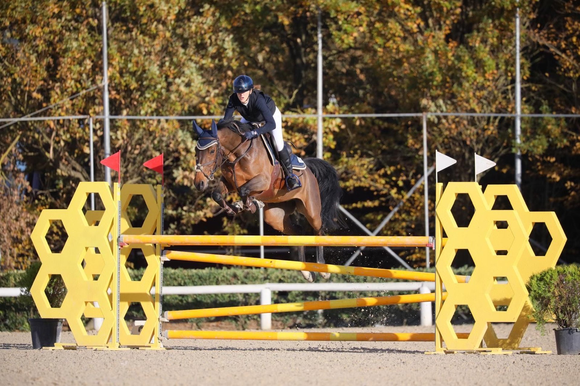 Sella Italiano Giumenta 9 Anni 167 cm Baio in TOSCANA Follonica