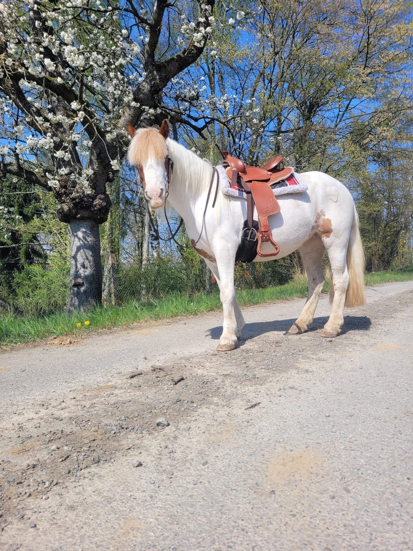 Tinker Croisé Jument 7 Ans 125 cm Pinto in Halle