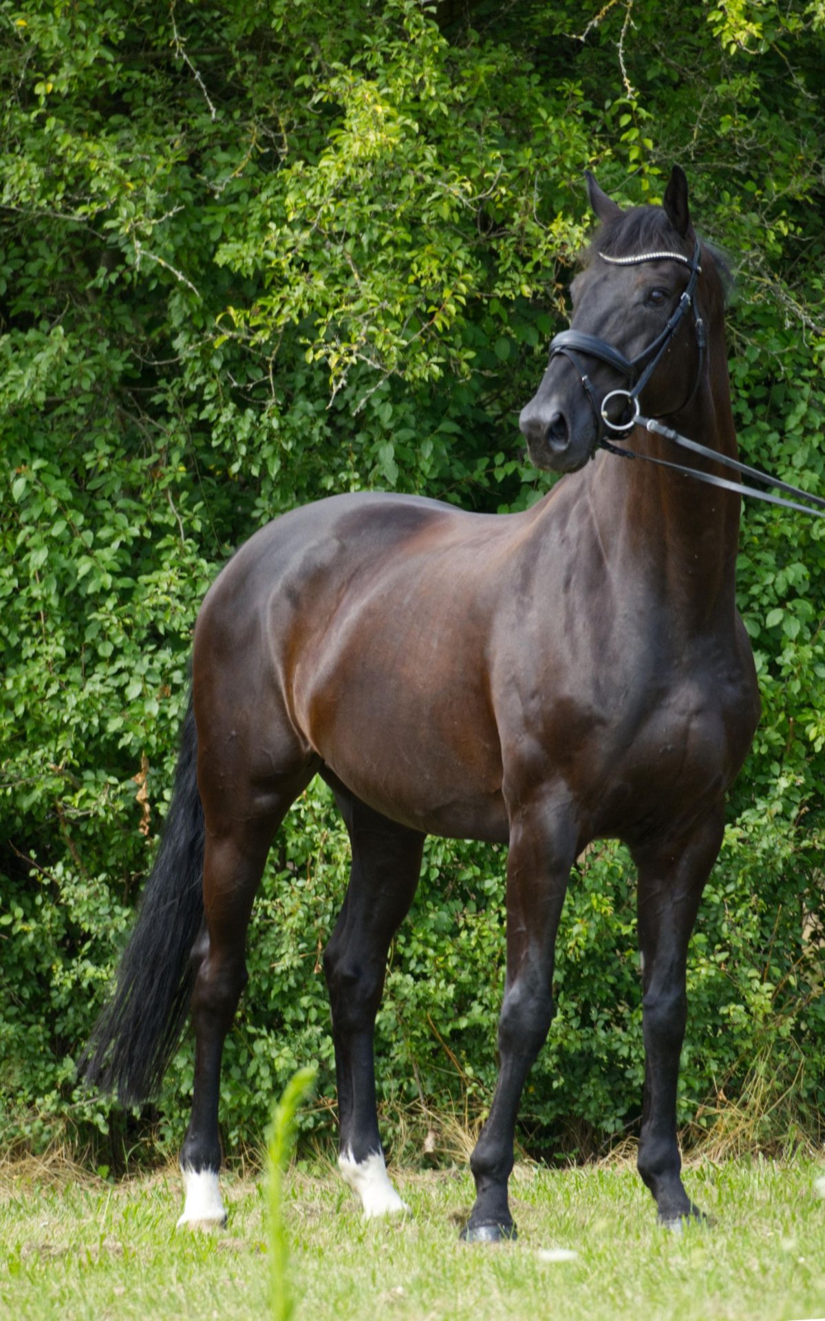 Hanoverian Gelding 14 years 17 hh Black in Innsbruck