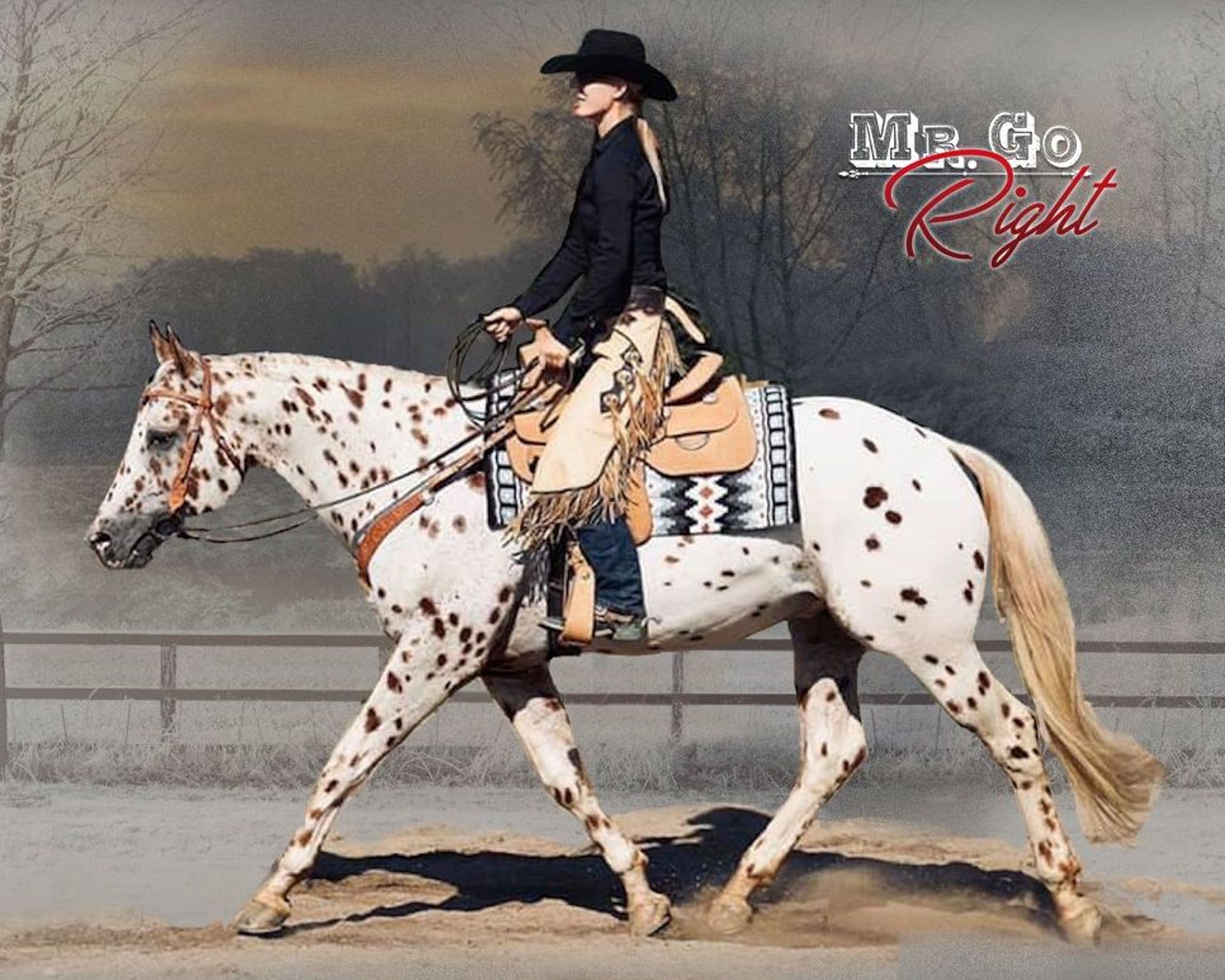Appaloosa Stallion Leopard-Piebald in Kirtorf