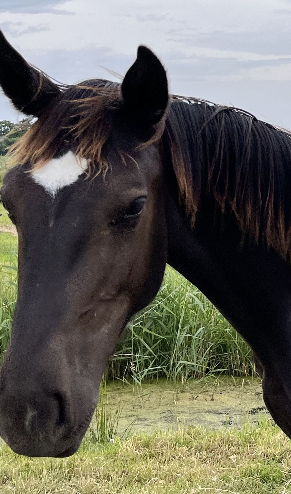 Alt Oldenburg Stallion 1 year 16 hh Black in Dötlingen