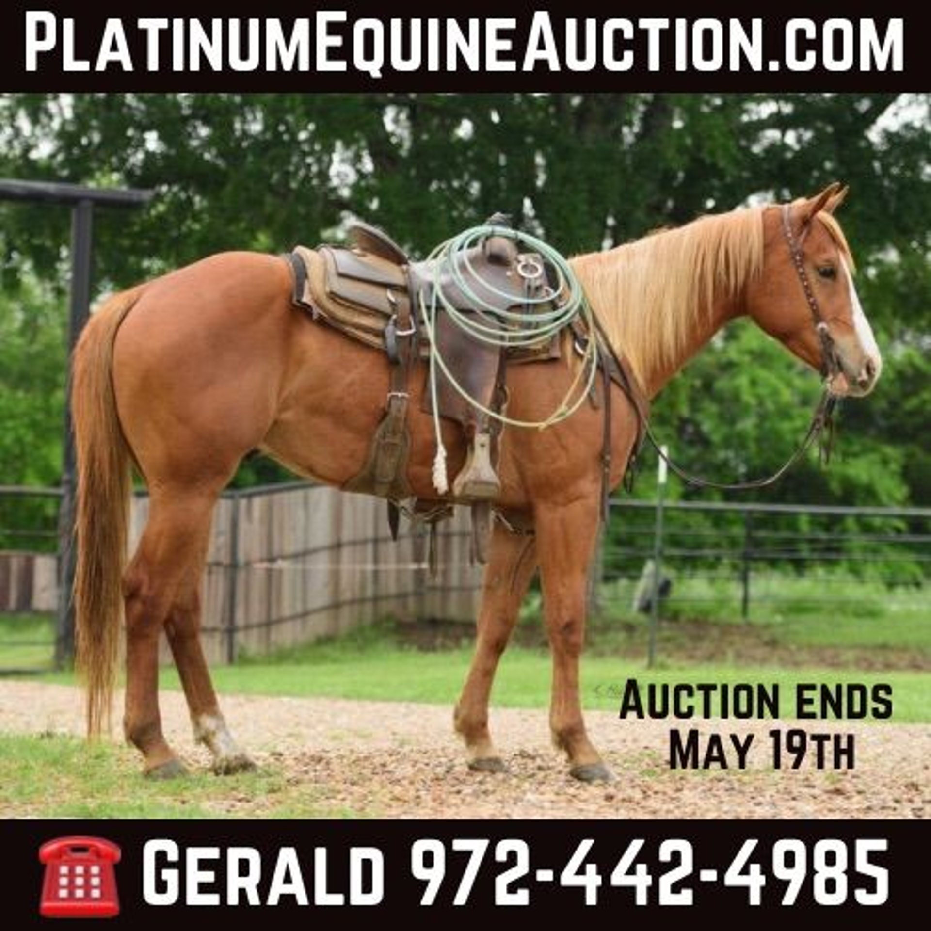 American Quarter Horse Gelding 5 years 14,3 hh Sorrel in Savoy TX