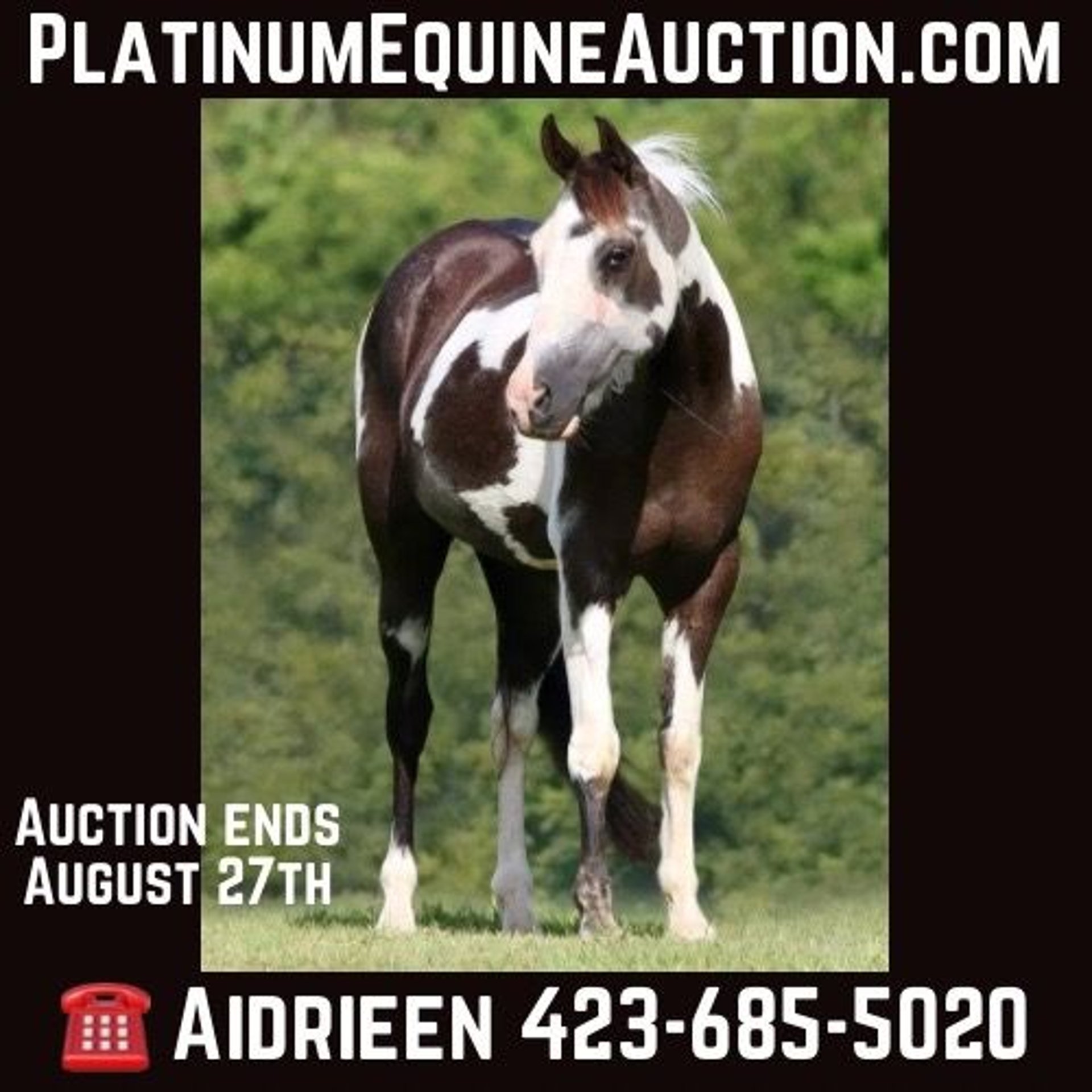 American Quarter Horse Gelding 12 years 14 hh Tobiano-all-colors in ...