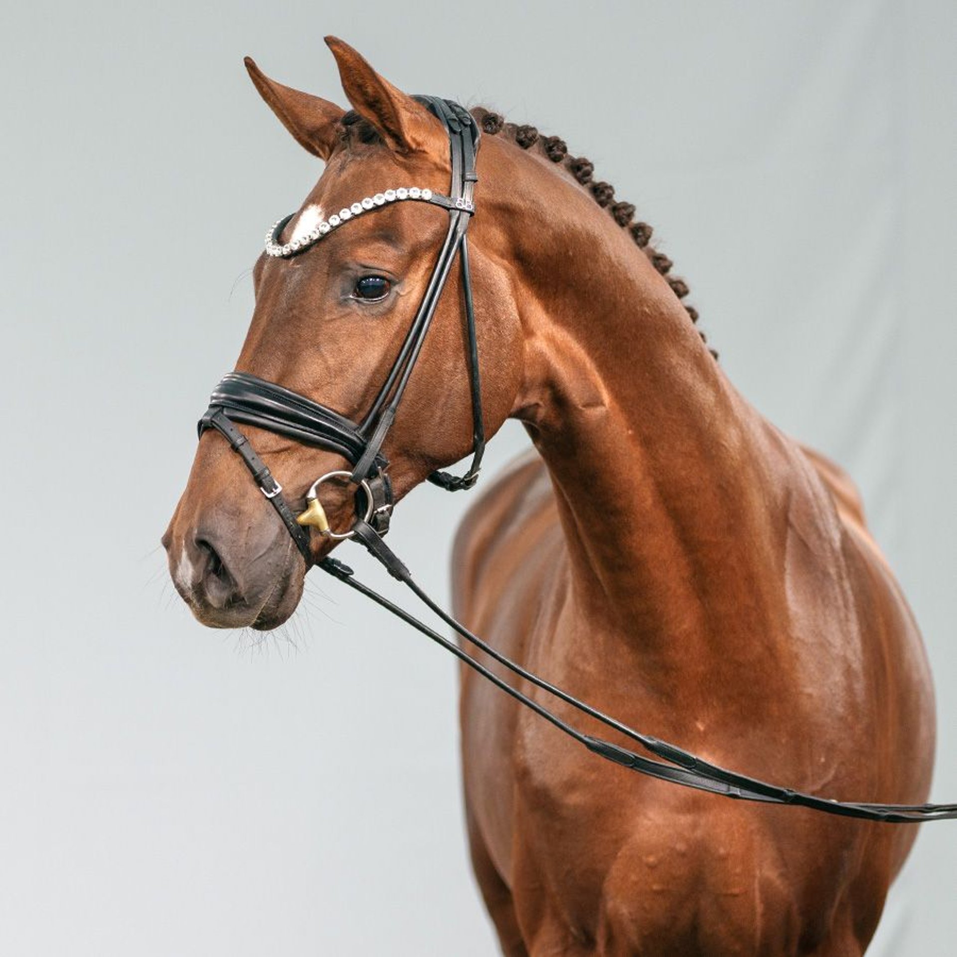 Hanoverian Stallion 2 years Chestnut in Münster-Handorf