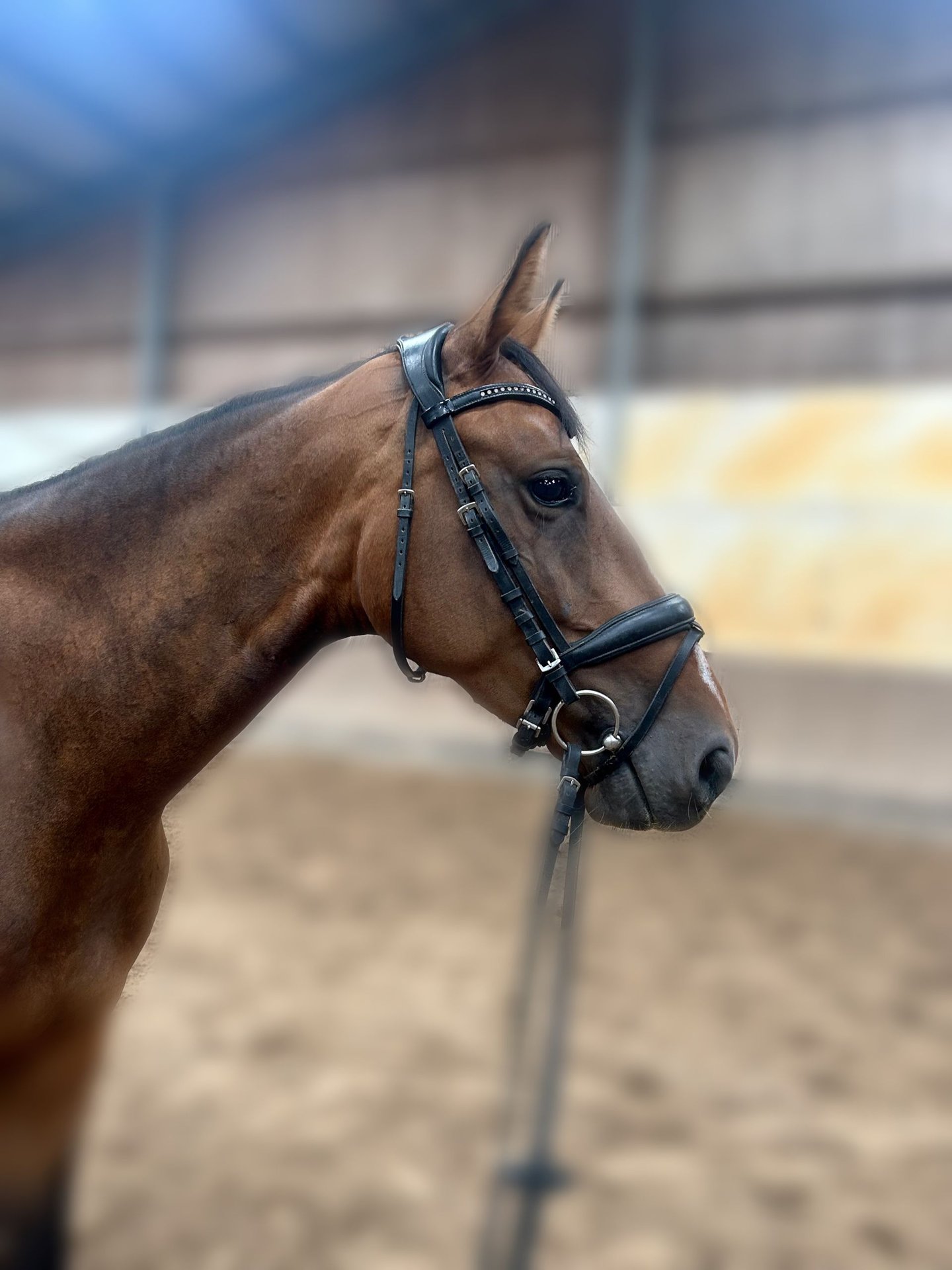 Oldenburger Springpferd Stute 4 Jahre 168 cm Brauner in Struth