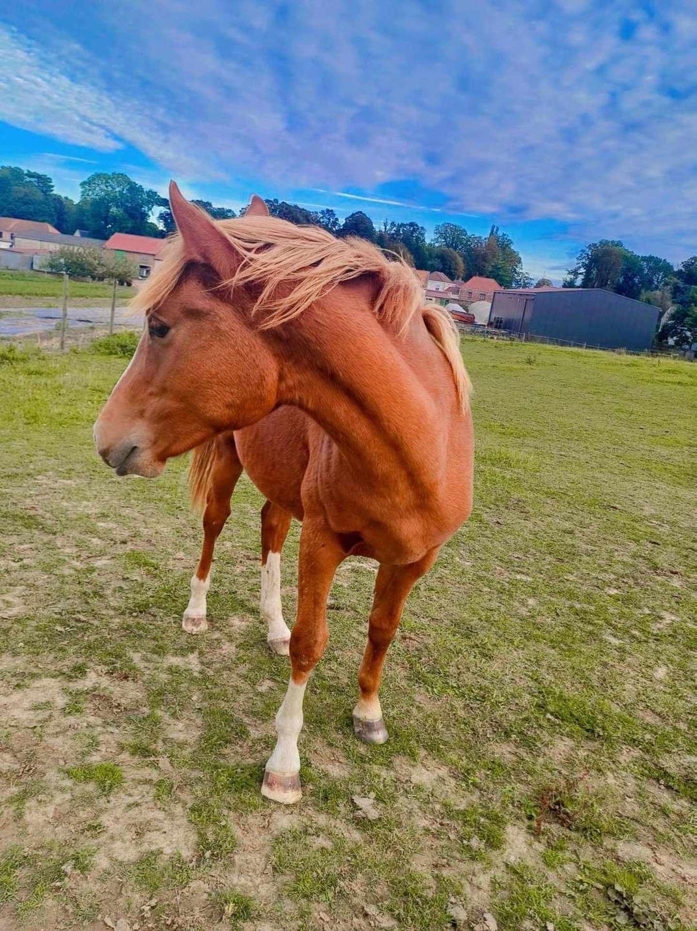 Draft Horse Stallion Foal (01/2024) 15,1 hh Chestnut-Red in ABLAIN ST ...