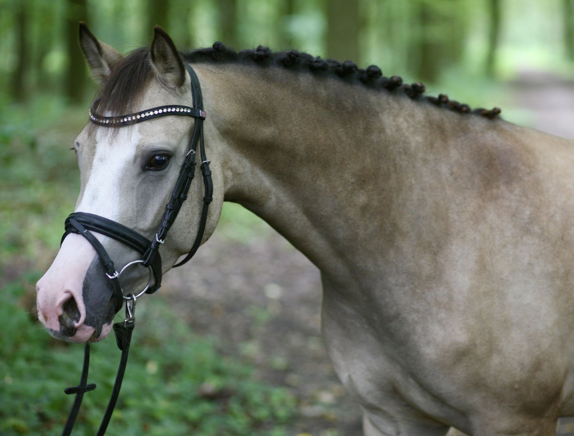 Deutsches Reitpony Stute 5 Jahre 144 cm Falbe in Achern