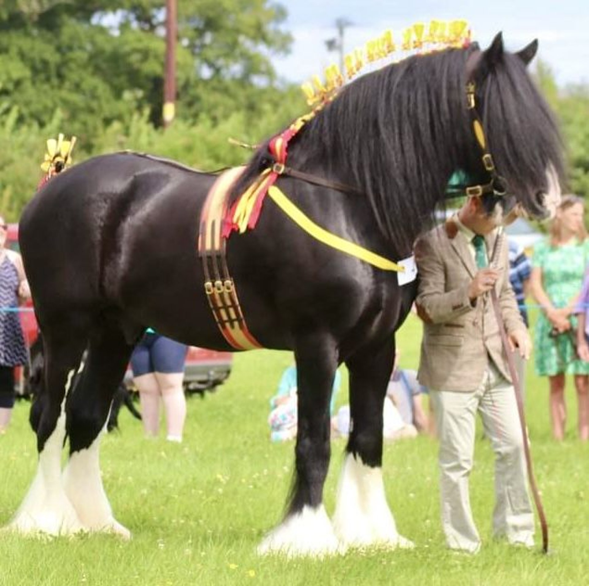 Shire Horse Stallion Black in Taunton