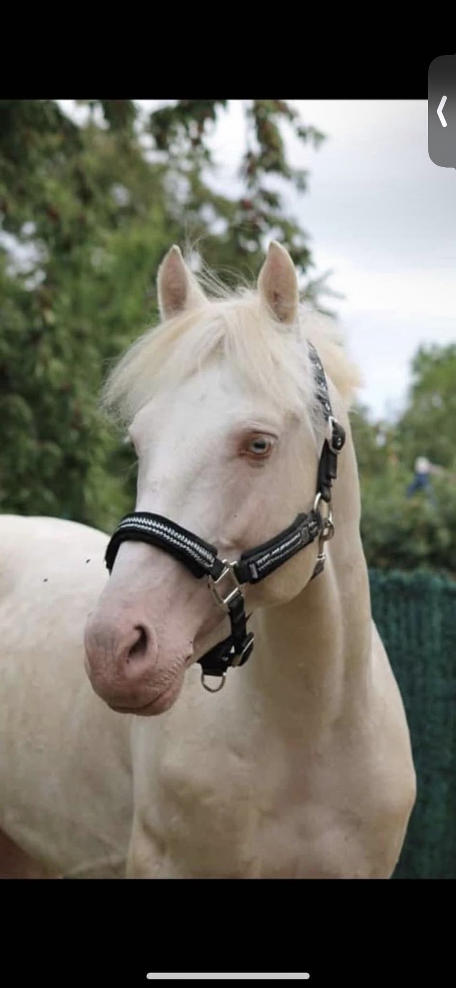 French riding pony Stallion 12 years 14,3 hh Cremello in La Genetouze