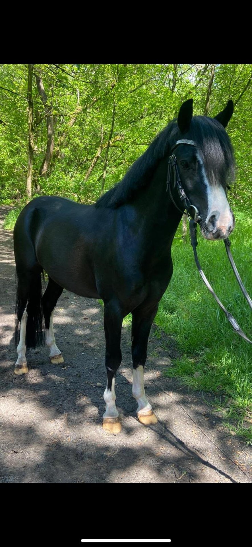 Welsh A (Mountain Pony) Gelding 5 years 11,1 hh Black in Zottegem