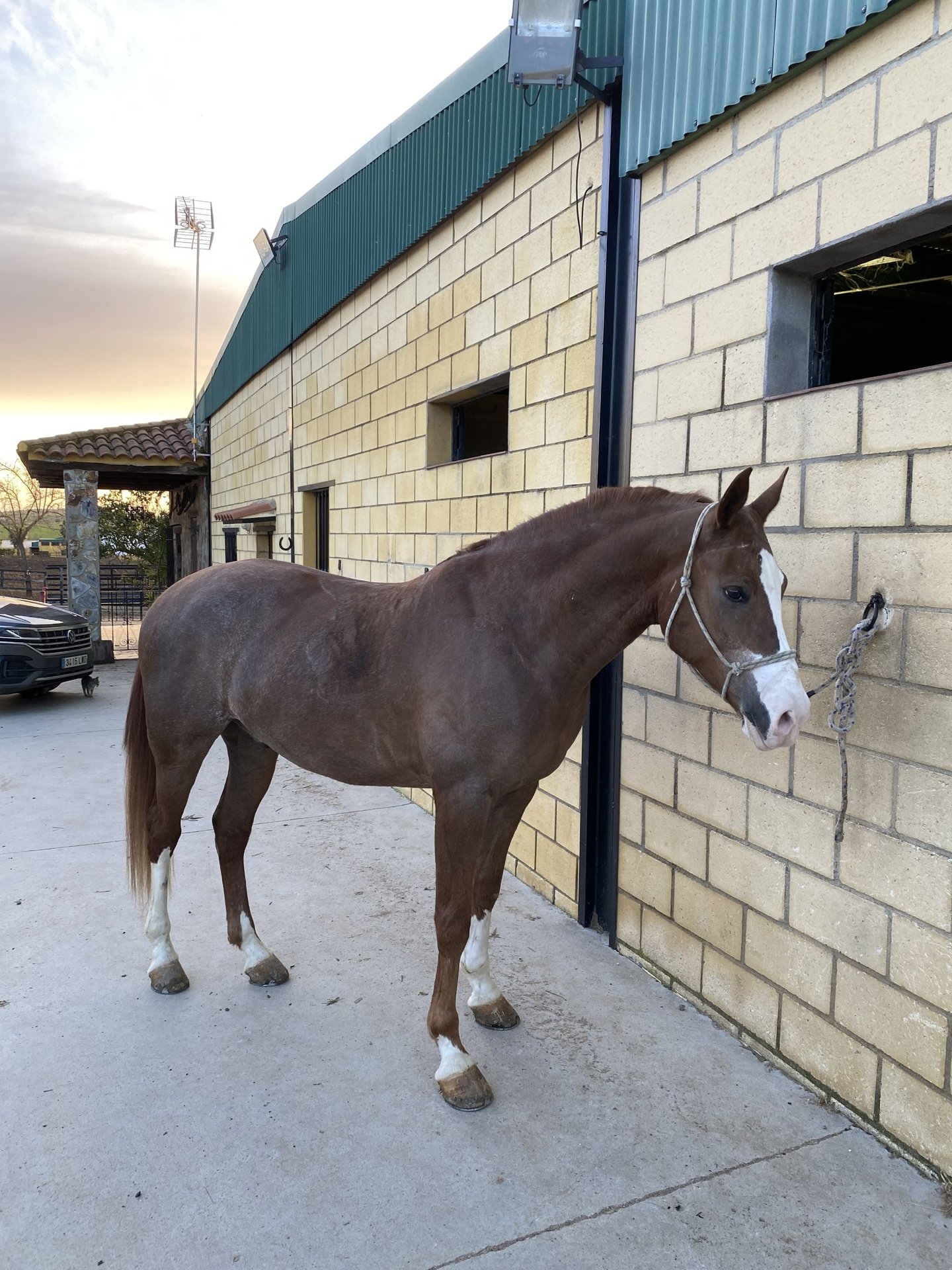 Anglo-Arab Mix Gelding 8 years 16 hh Overo-all-colors in Badajoz
