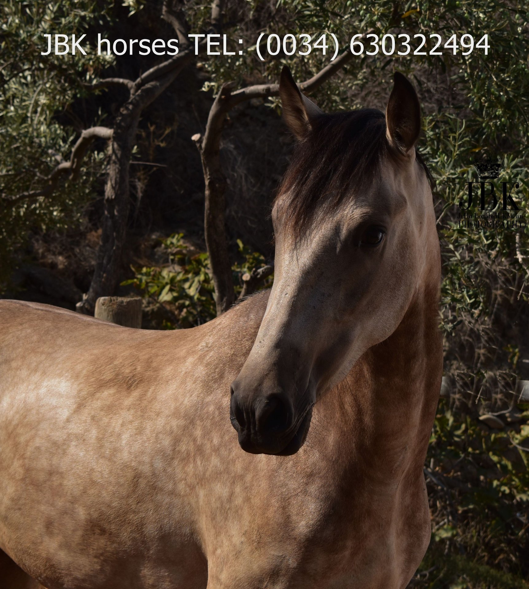 Andalusian Mix Mare 3 years 15.1 hh Dun in Tabernas Almeria