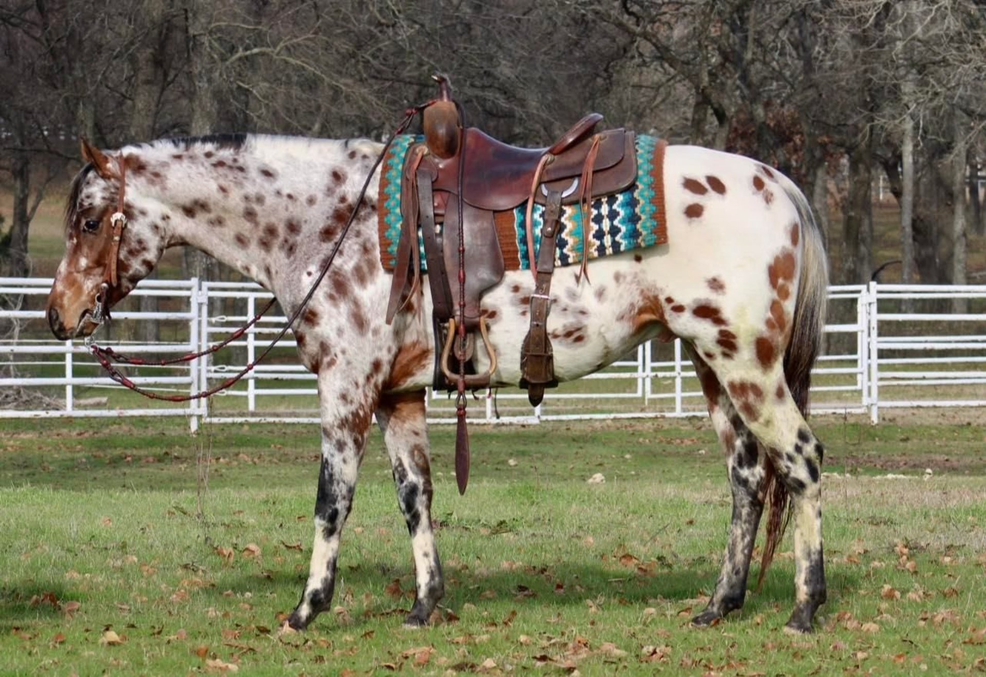 Appaloosa Wallach 7 Jahre Dunkelfuchs in Fort Worth TX