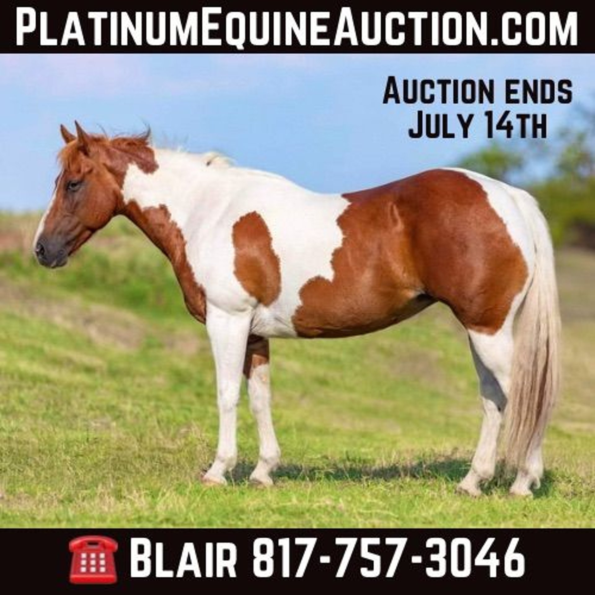 American Quarter Horse Mare 10 years 13,1 hh Tobiano-all-colors in ...