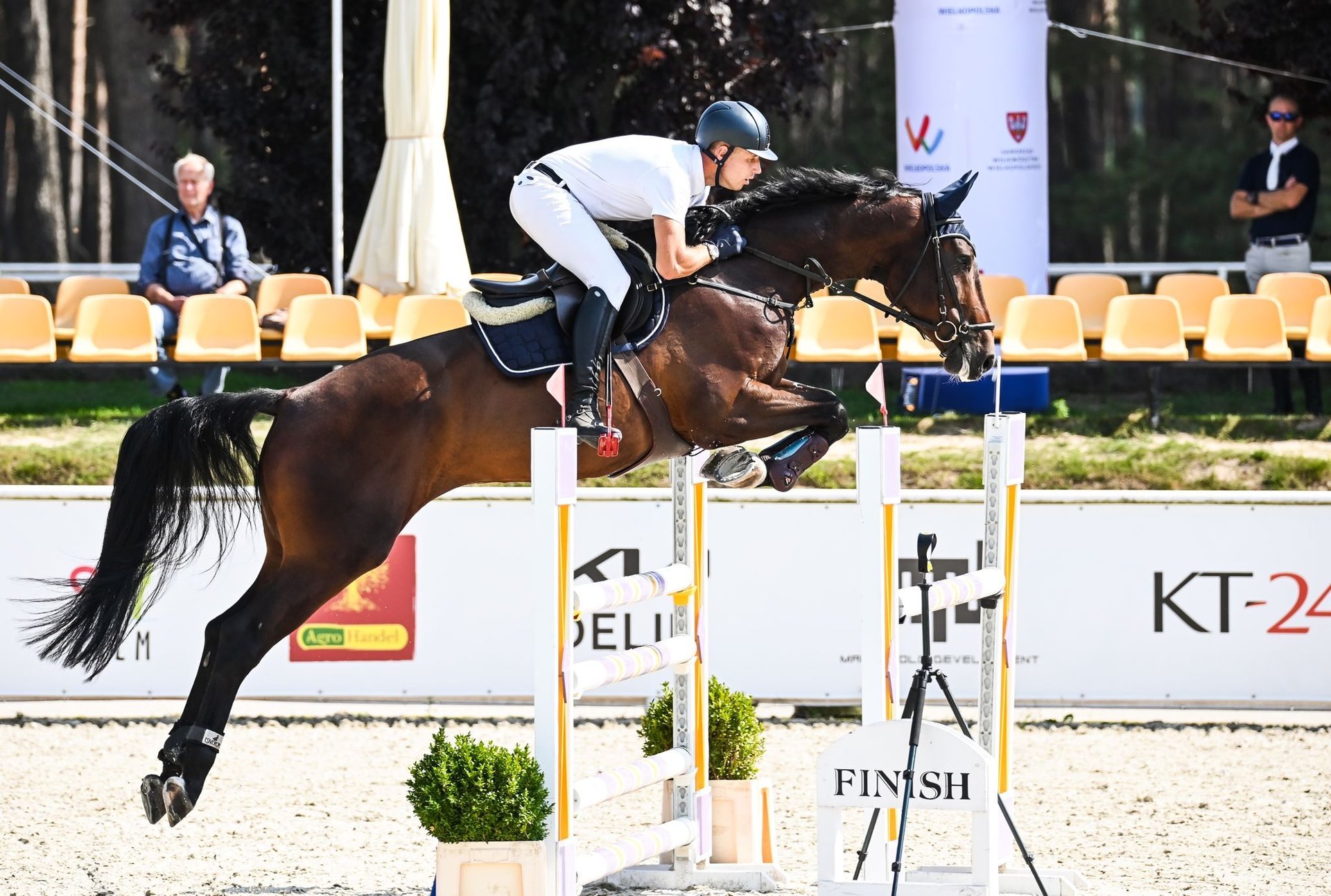 Oldenburger Springpferd Wallach 6 Jahre 172 cm Rotbrauner in Trzebusz
