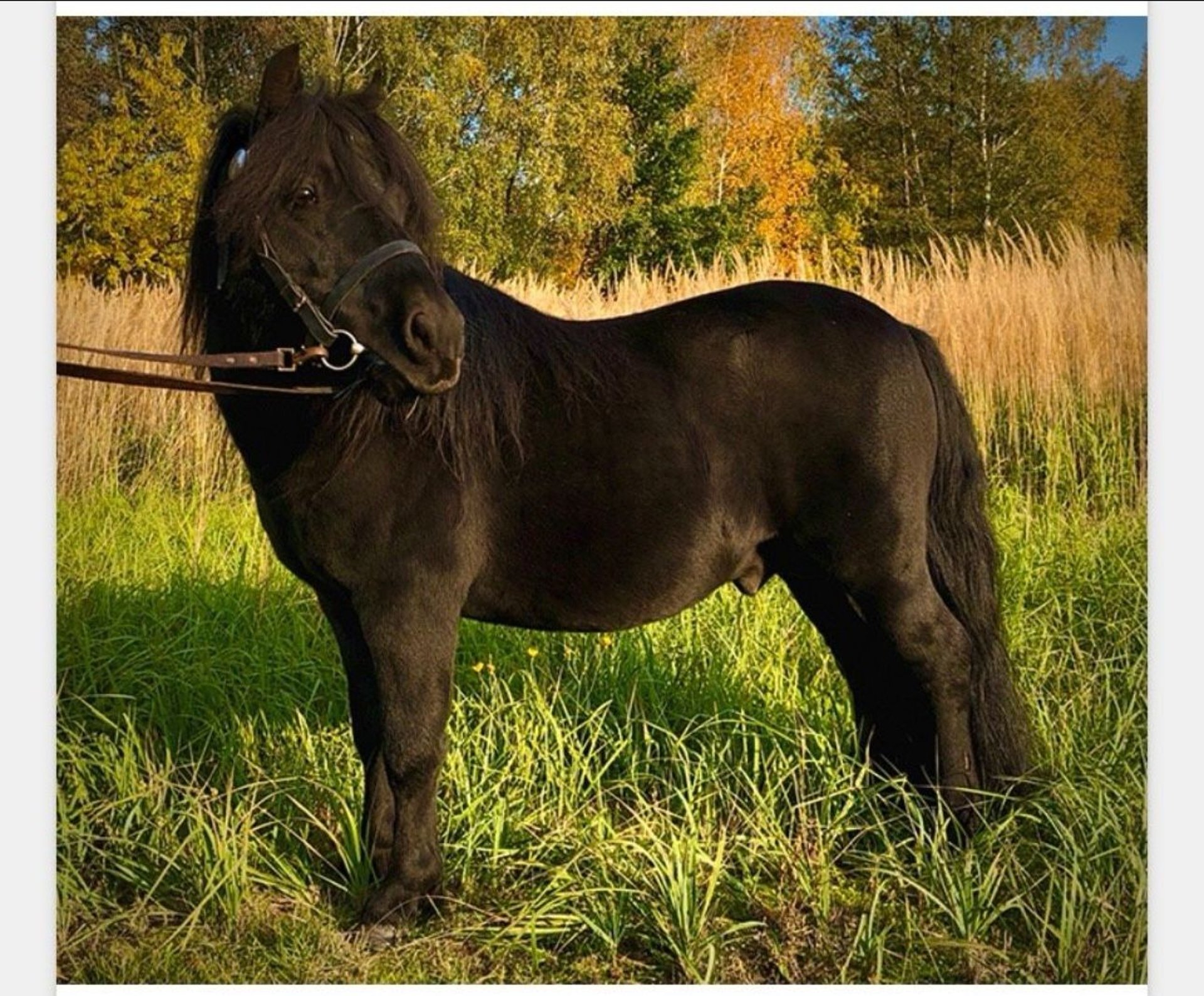 Shetland Ponies Stallion 15 years 10 hh in Finsterwalde