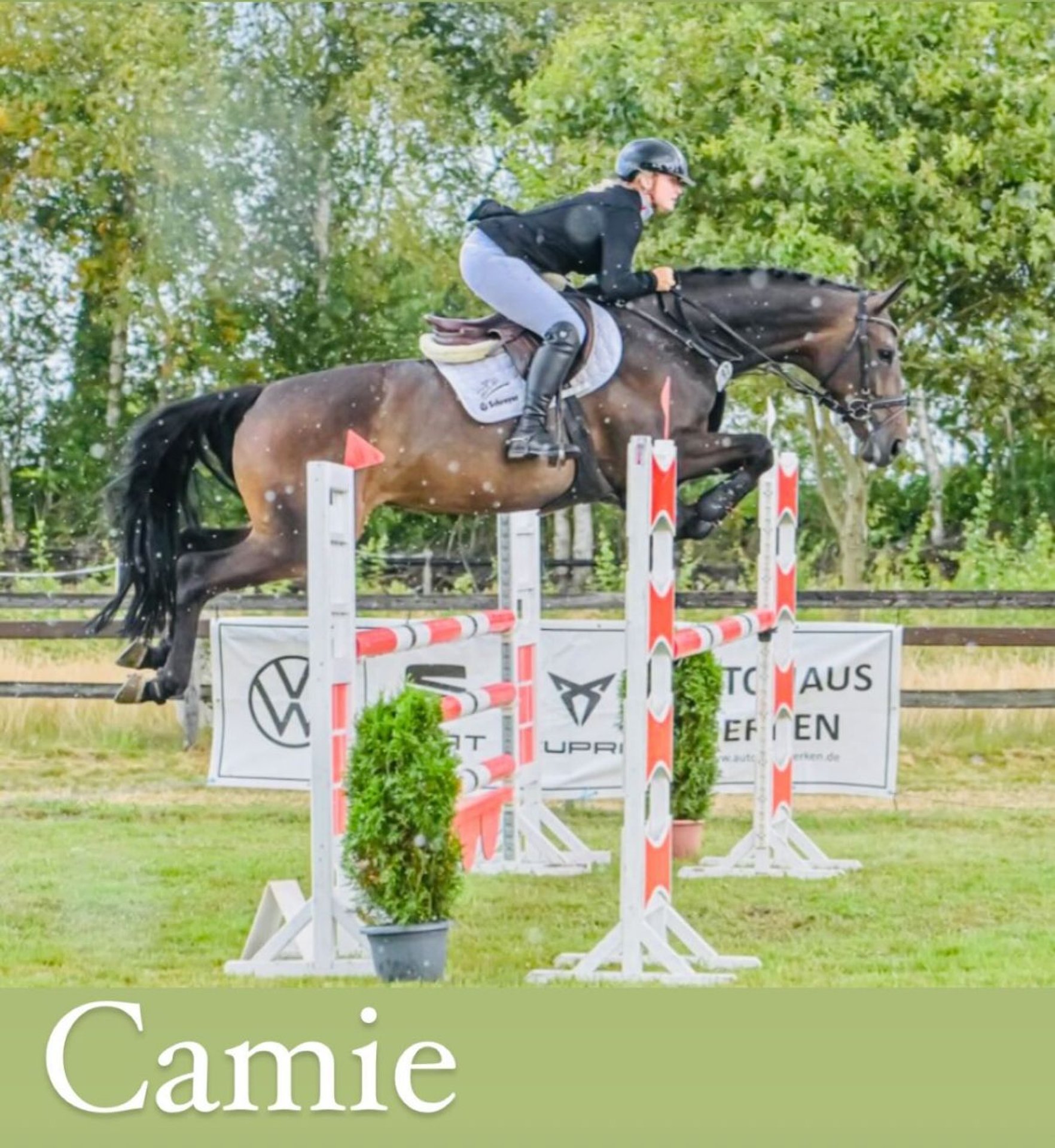 Oldenburg Mare 8 years 16,1 hh Bay-Dark in Zeven