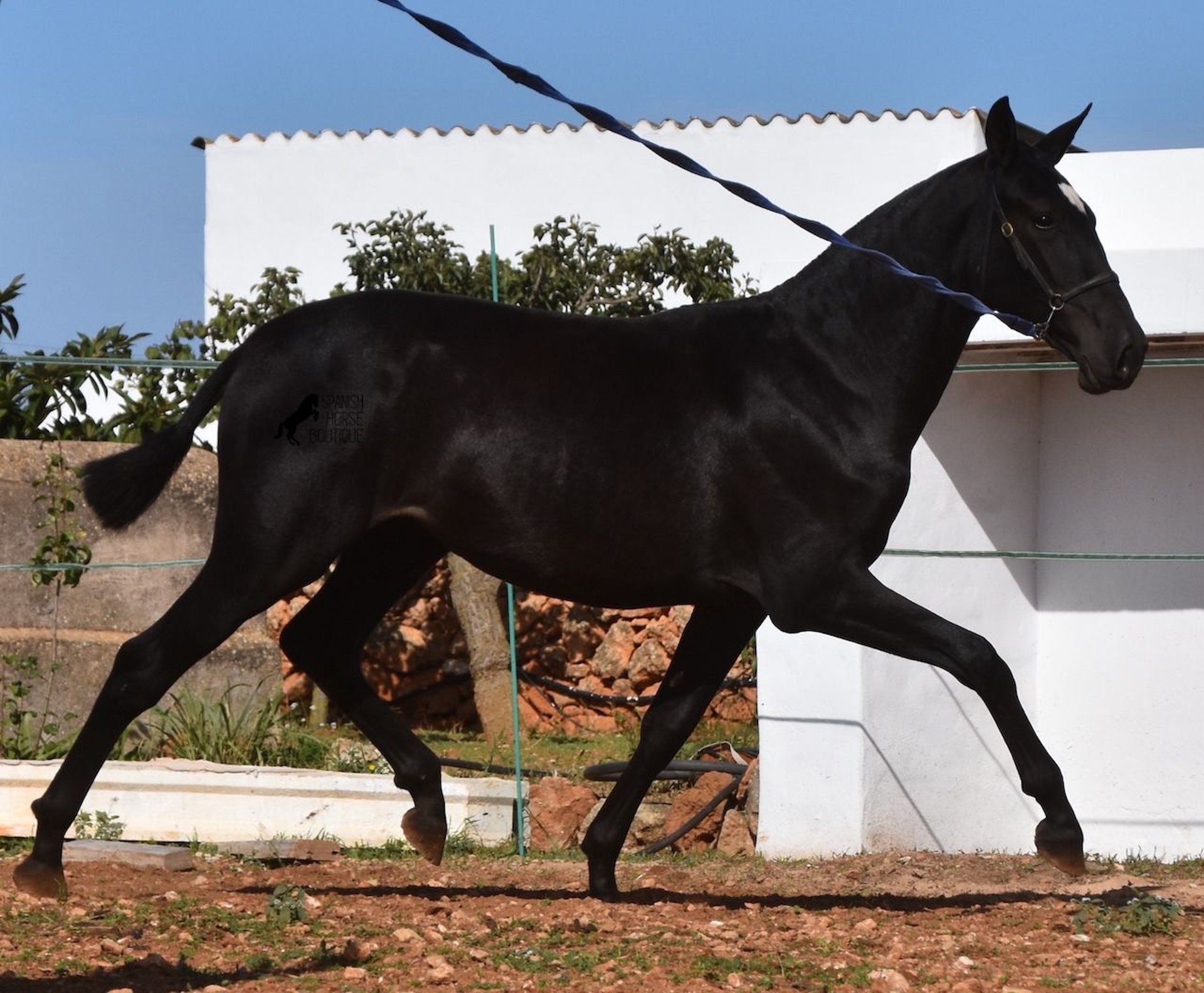 PRE Stute 1 Jahr 165 cm Rappe in Menorca