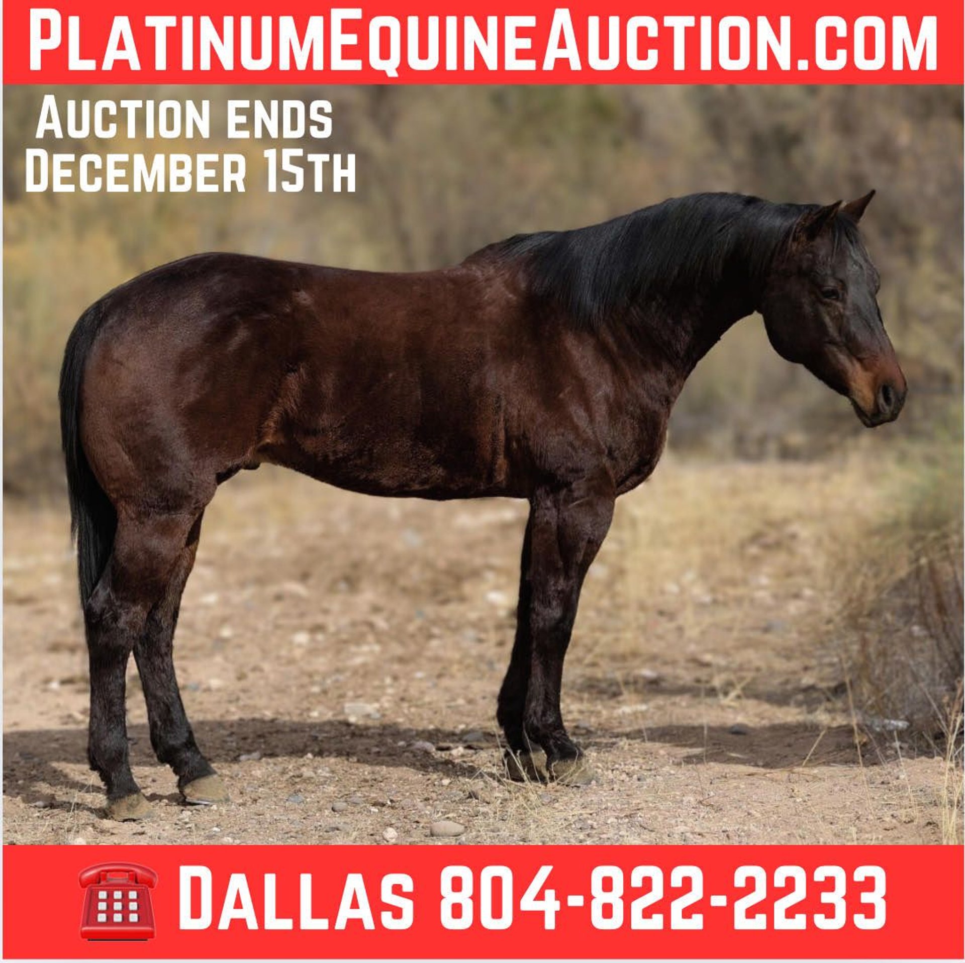 American Quarter Horse Gelding 5 years 15,1 hh Bay in Camp Verde AZ