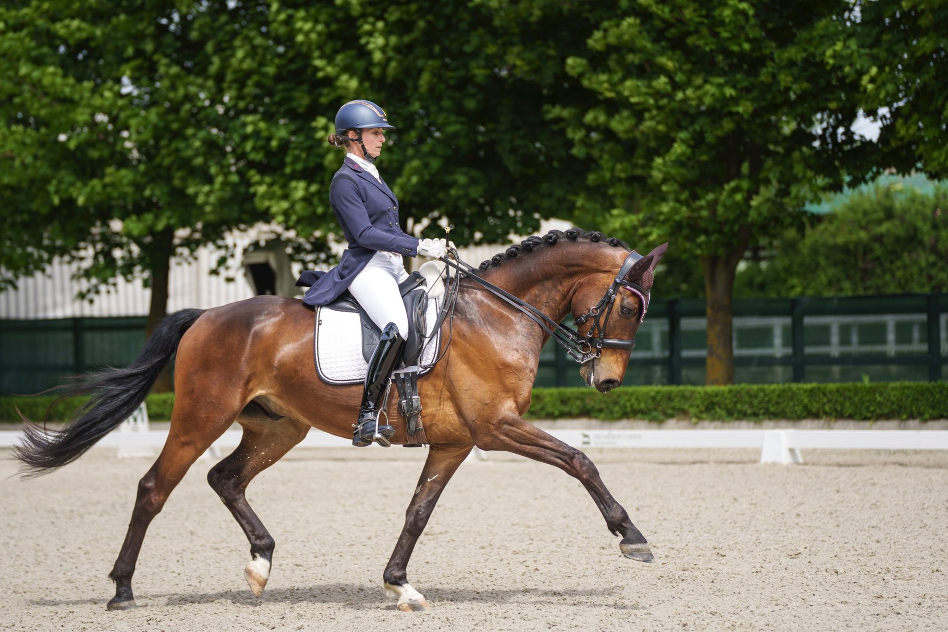 German Sport Horse Gelding 8 years 16 hh Brown in Duka