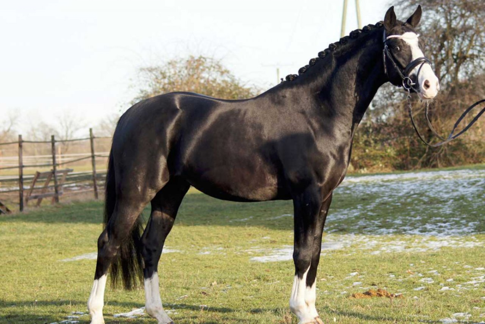 German Riding Horse Stallion Black in Lippetal