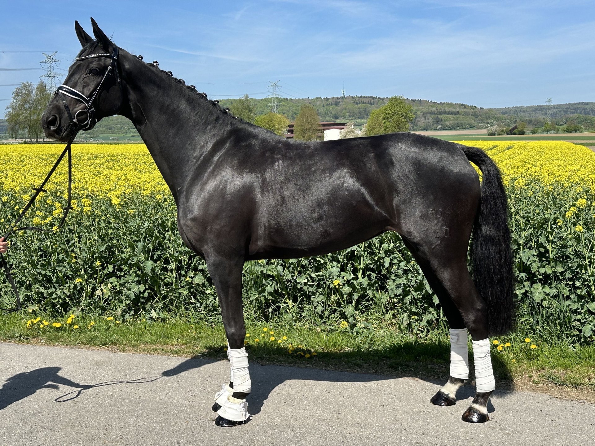 Hannoveraner Stute 7 Jahre 169 cm Rappe in Riedlingen