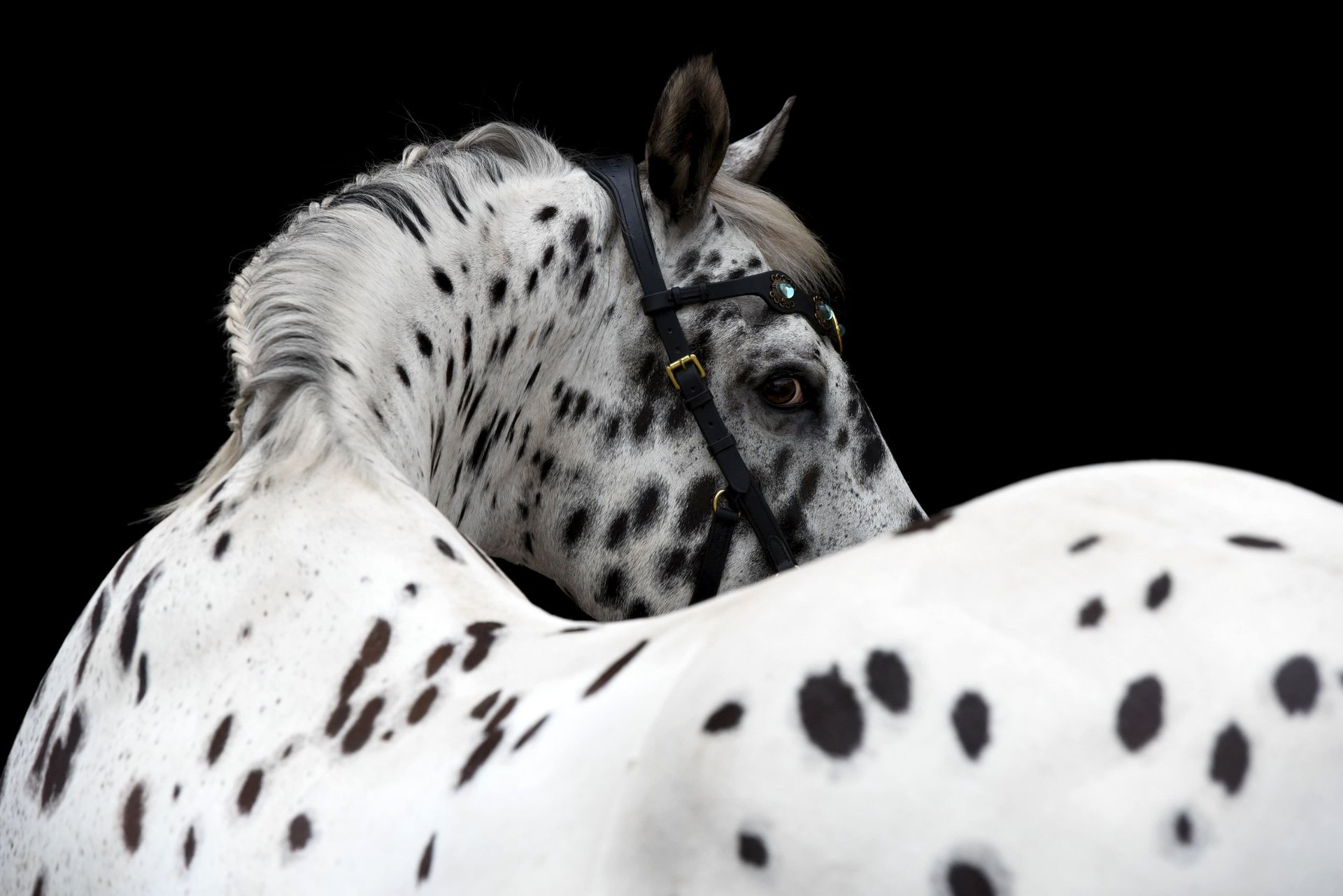 Knabstrupper Wallach 22 Jahre 160 cm Tigerschecke in Karben Rendel