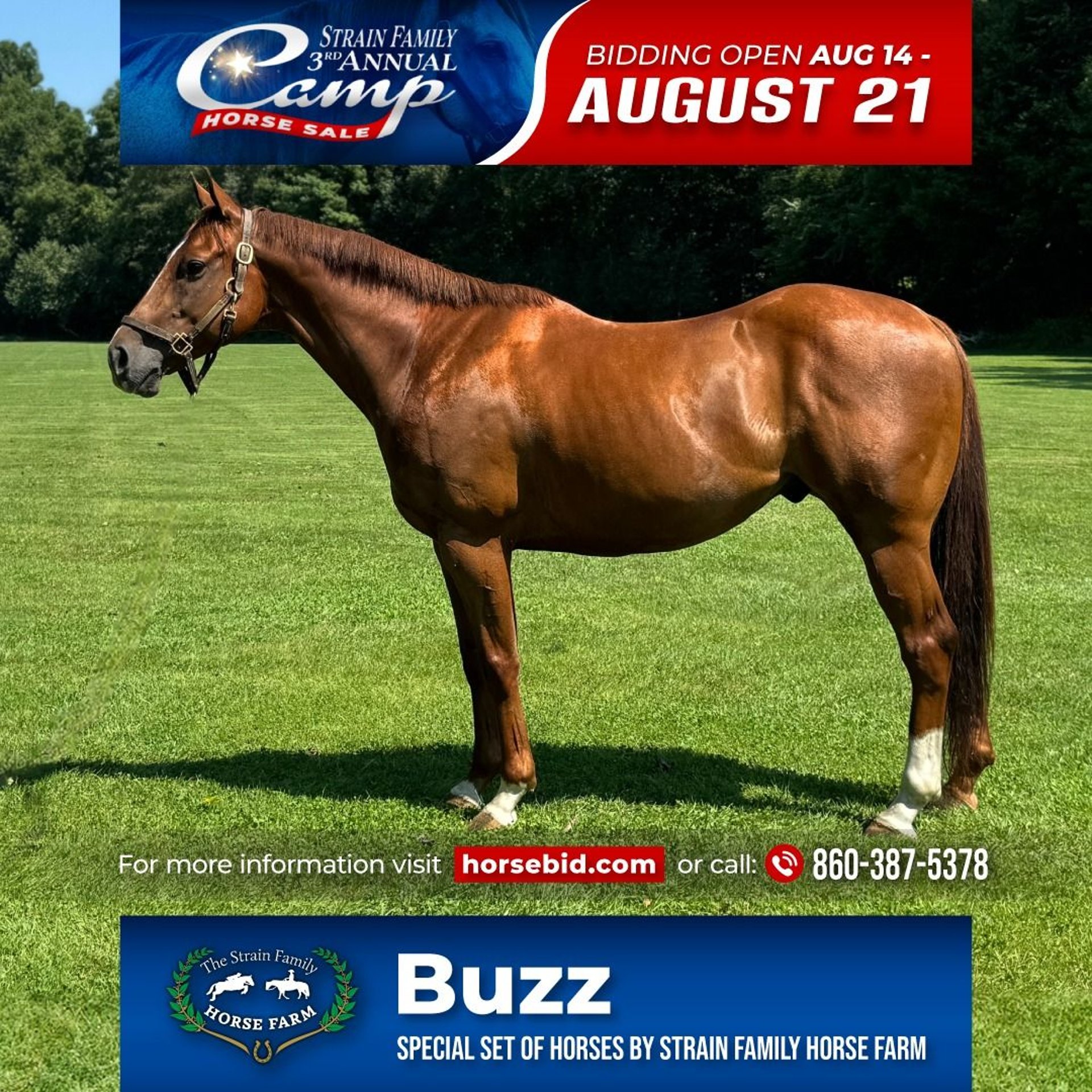 American Quarter Horse Gelding 7 years 15 hh Sorrel in Granby, CT