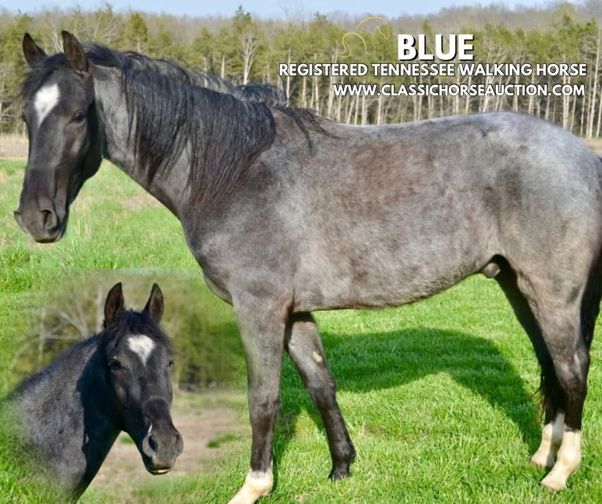 Tennessee Walking Horse Wallach 3 Jahre 142 cm Roan-Blue in Park Hills, MO
