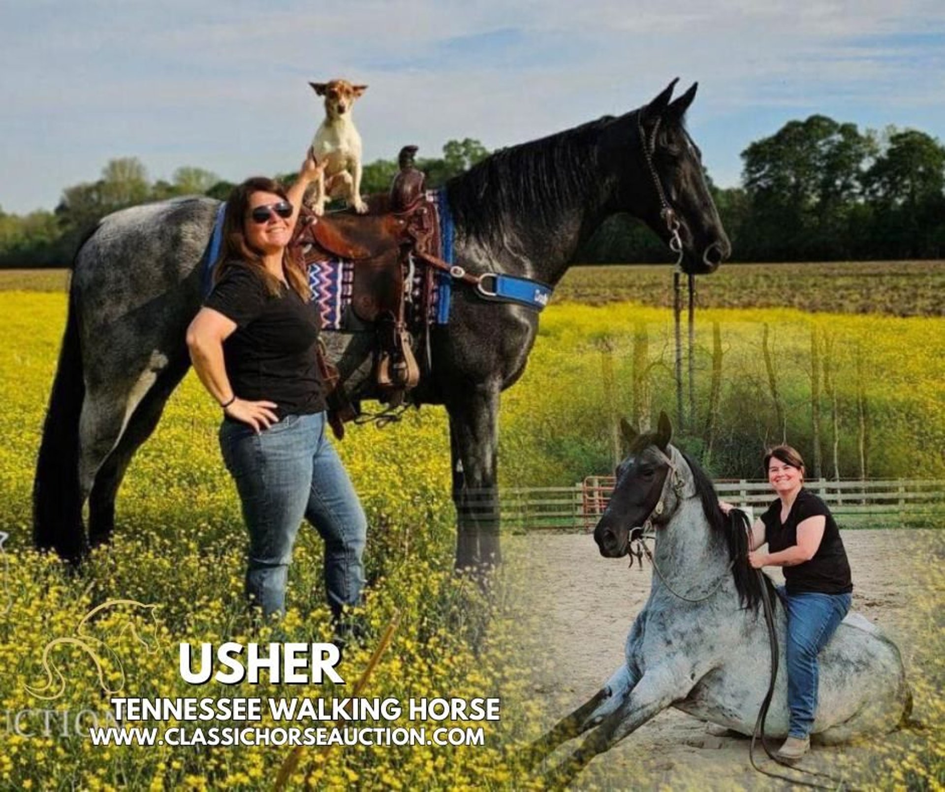 Tennessee Walking Horse Wallach 9 Jahre 163 cm Roan-Blue in Phoenix, AZ