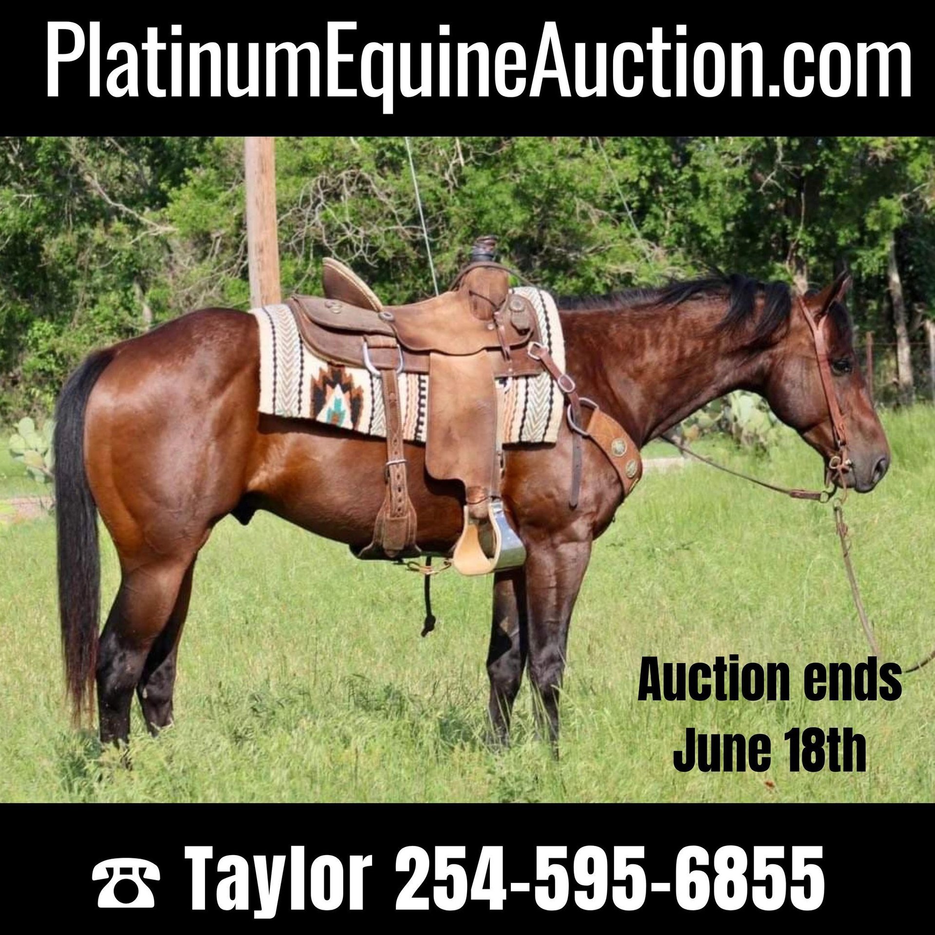American Quarter Horse Gelding 8 years Bay in Morgan Mill TX
