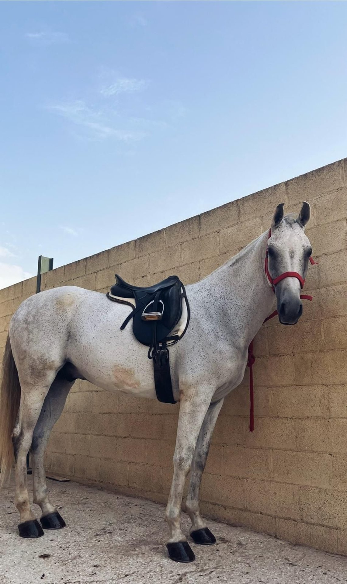 Spanish Sporthorse Gelding 10 years Gray-Fleabitten in Fuengirola