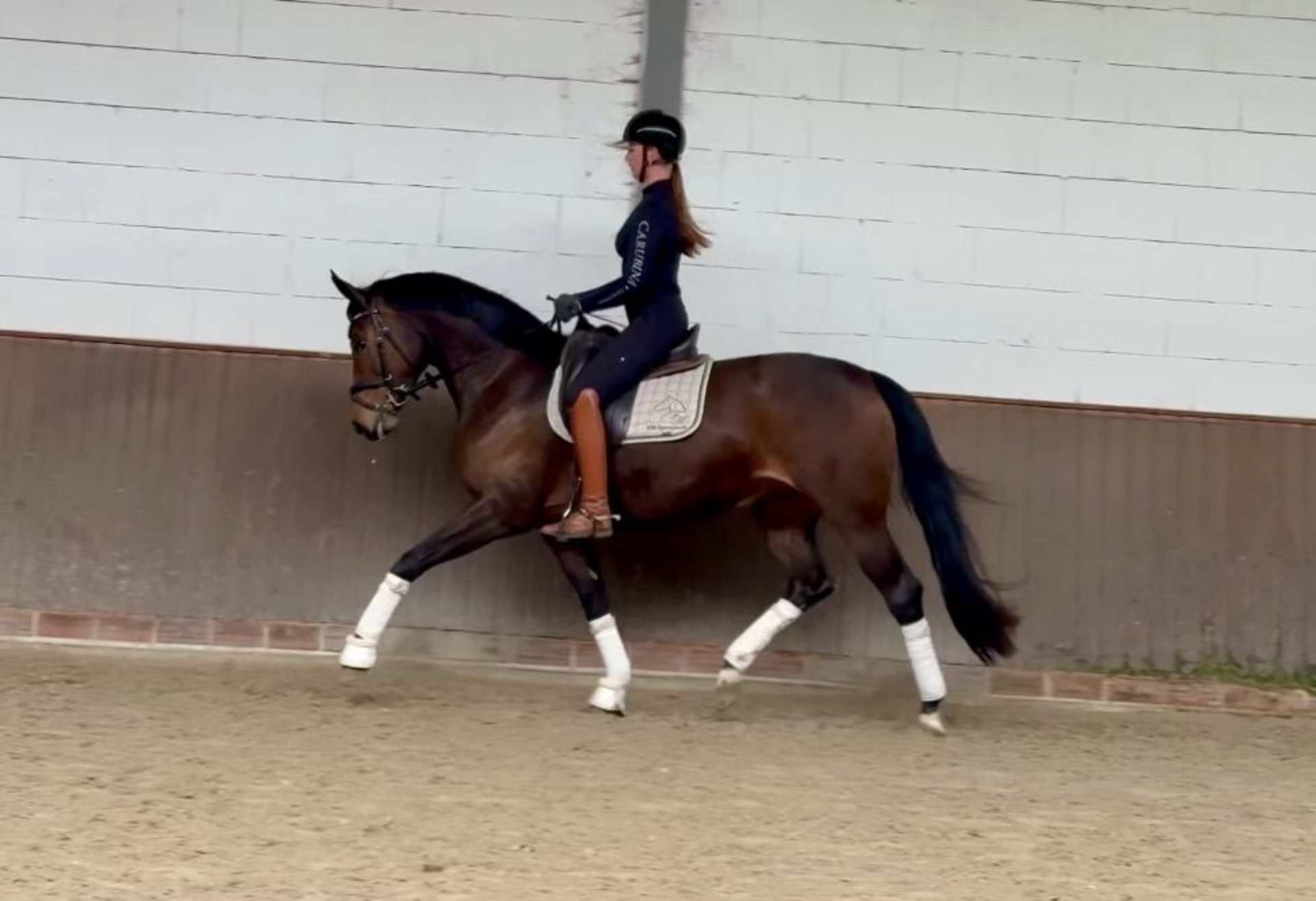 Oldenburg Mare 4 years 16 hh Bay-Dark in Lohne (Oldenburg)