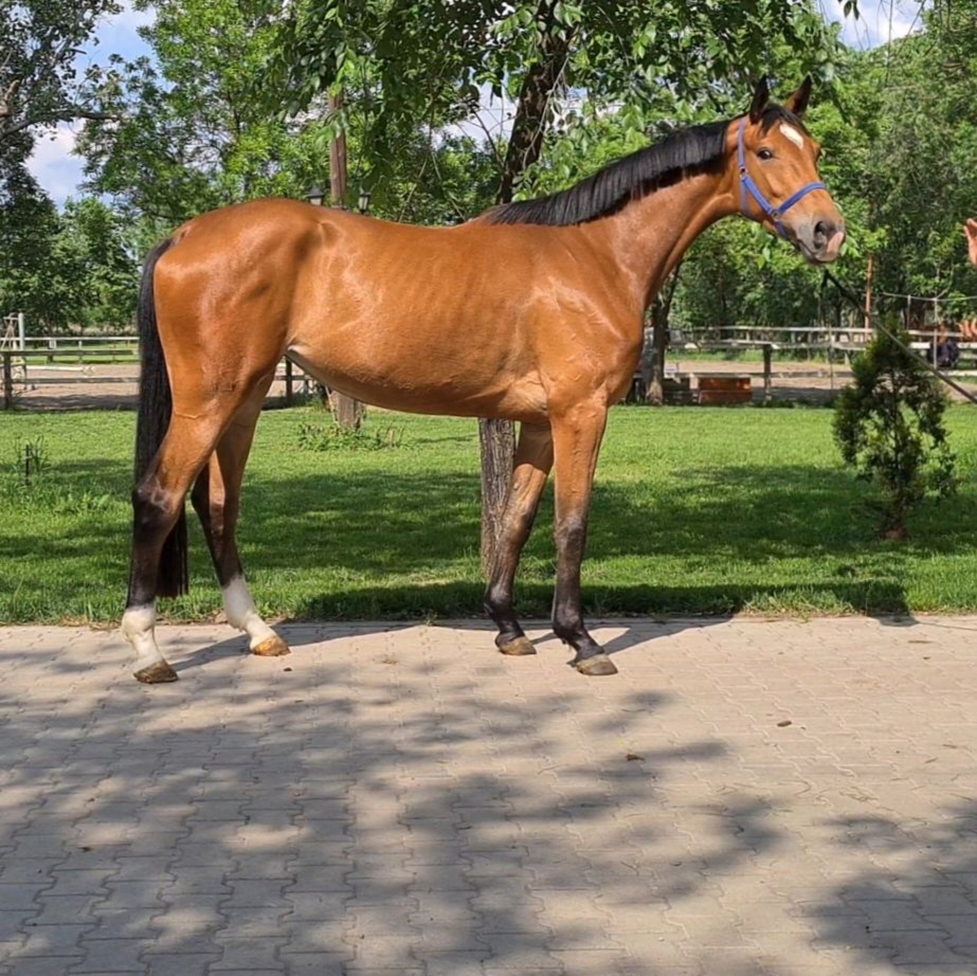 Westphalian Mare 5 years in Békéscsaba