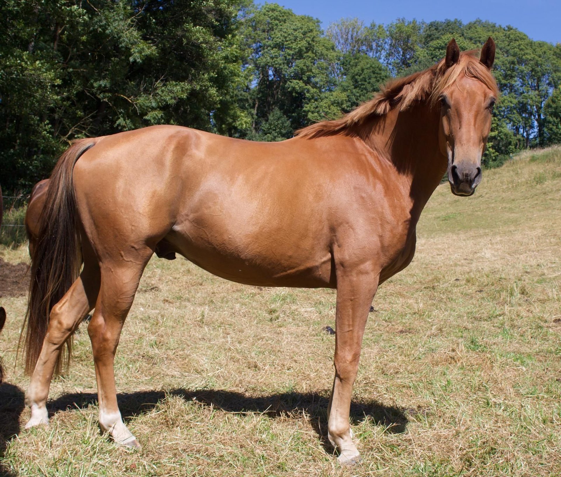 Hanoverian Gelding Foal (01/2026) 16 hh Chestnut-Red in Fenkensees