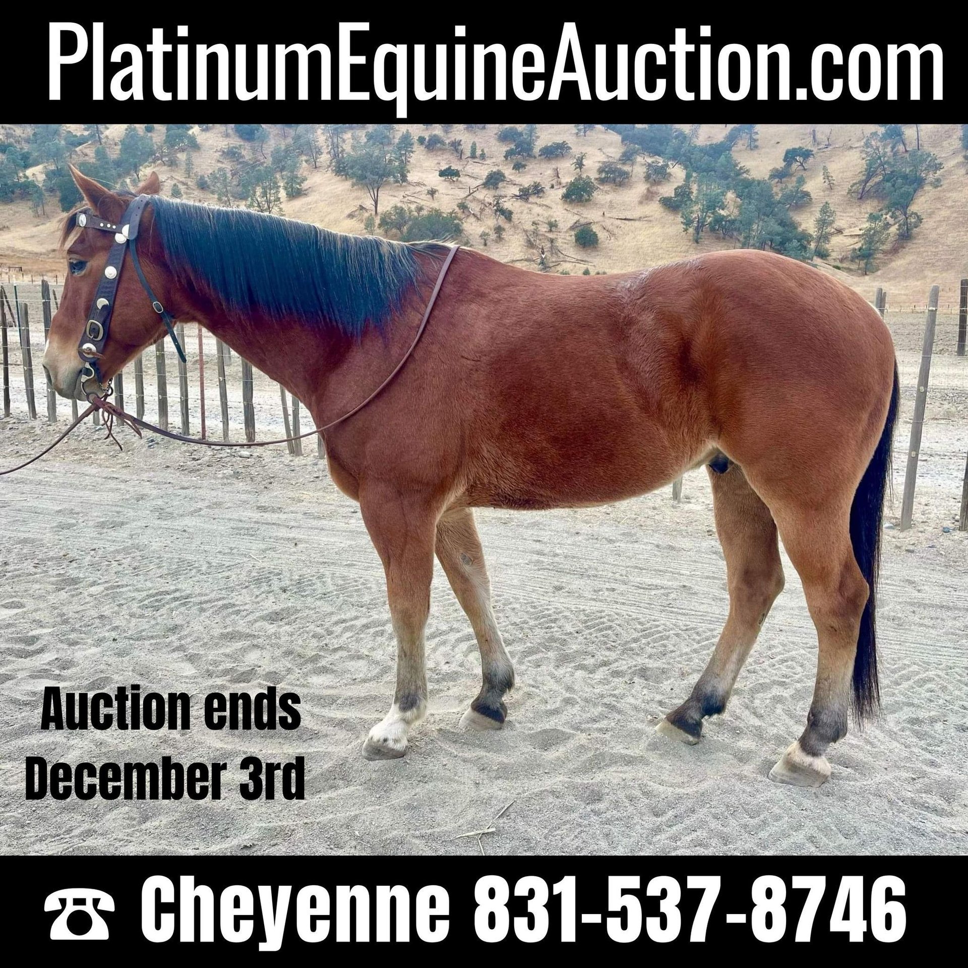 American Quarter Horse Wallach 7 Jahre 150 cm Rotbrauner in Bitterwater CA