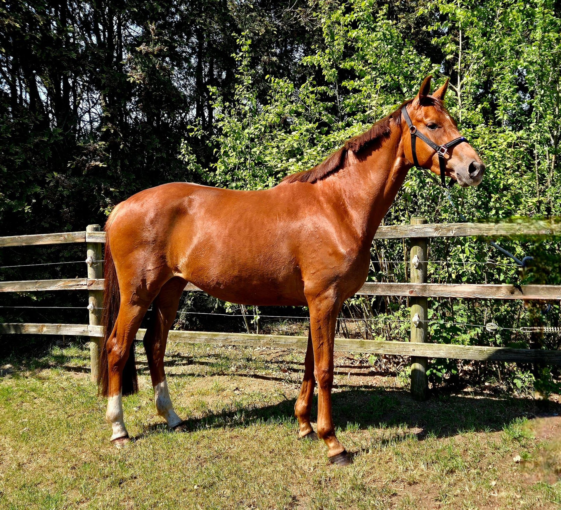 Oldenburger Stute 3 Jahre 170 cm Dunkelfuchs in Apen