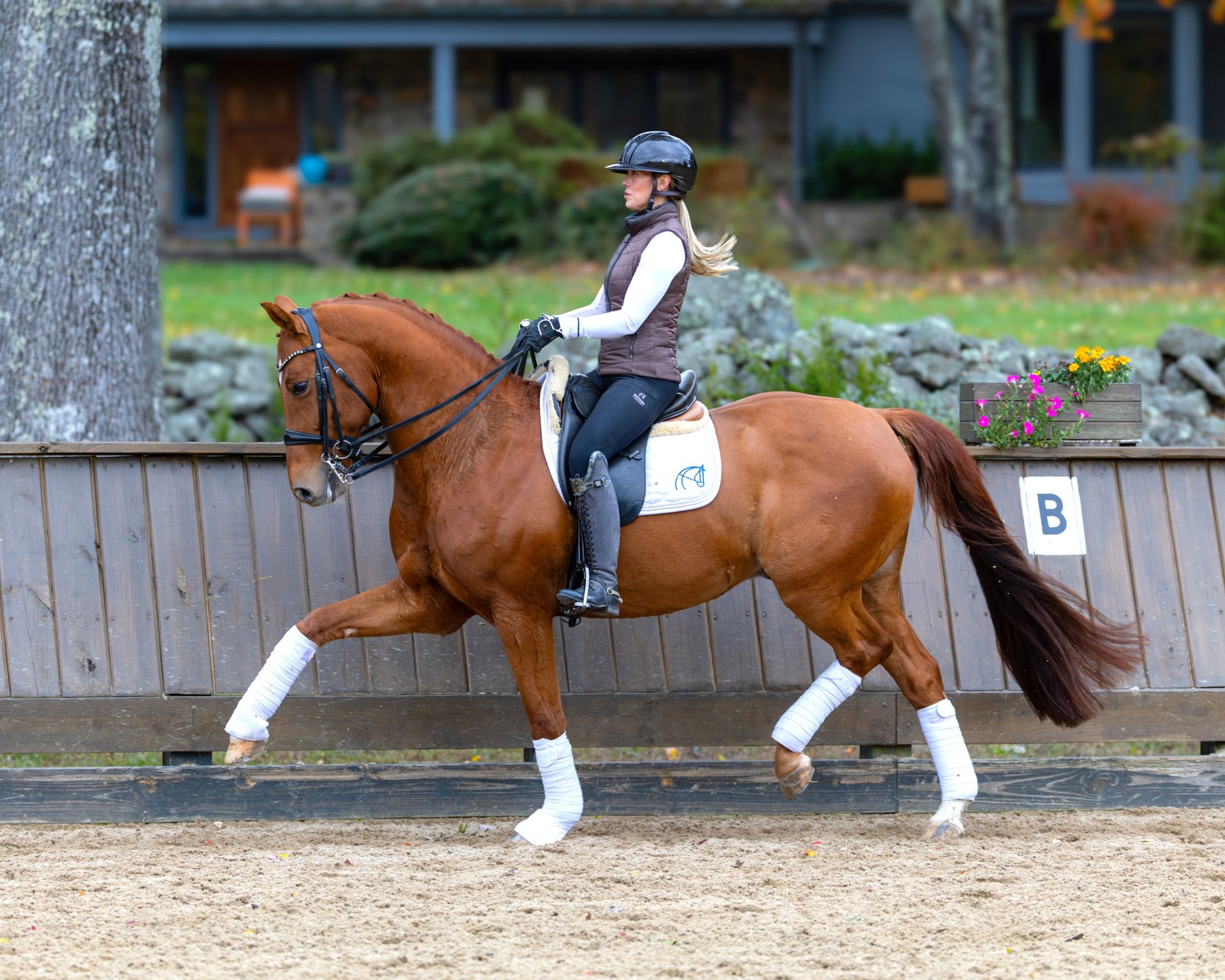 Weitere Warmblüter Wallach 11 Jahre 163 cm Dunkelfuchs in Califon New ...