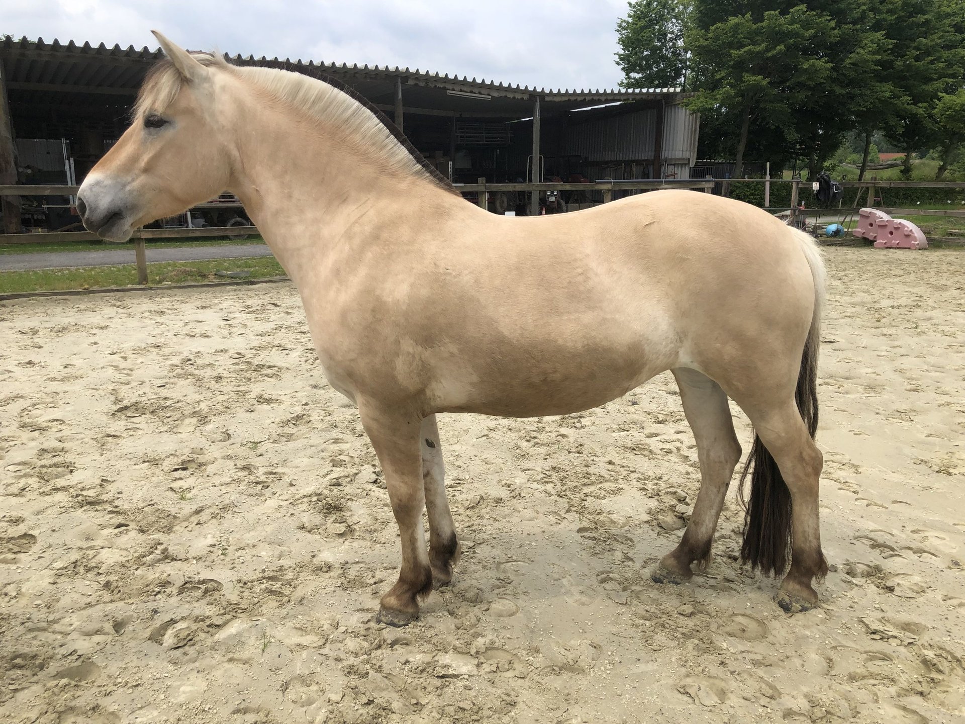 Fjordpferde Stute 4 Jahre 145 cm Falbe in Münster