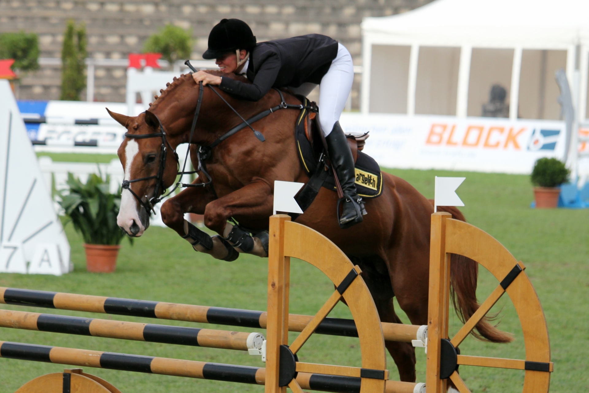 STANLEY Hanoverian Stallion Chestnut-Red in Celle