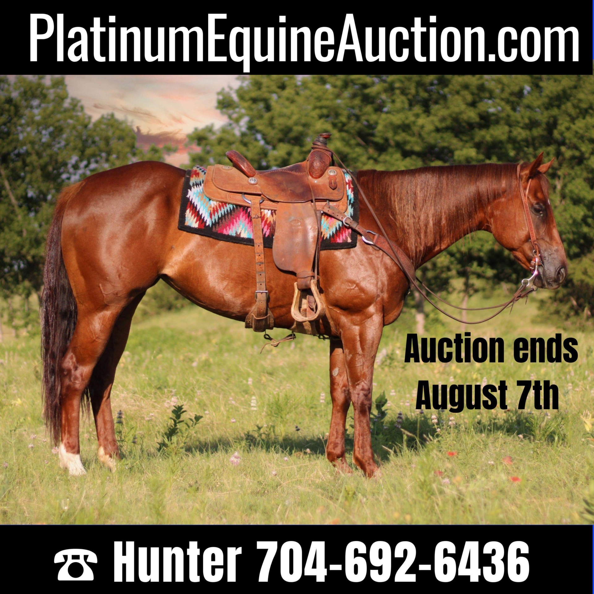 American Quarter Horse Gelding 8 years 15,3 hh Roan-Red in Madill Ok