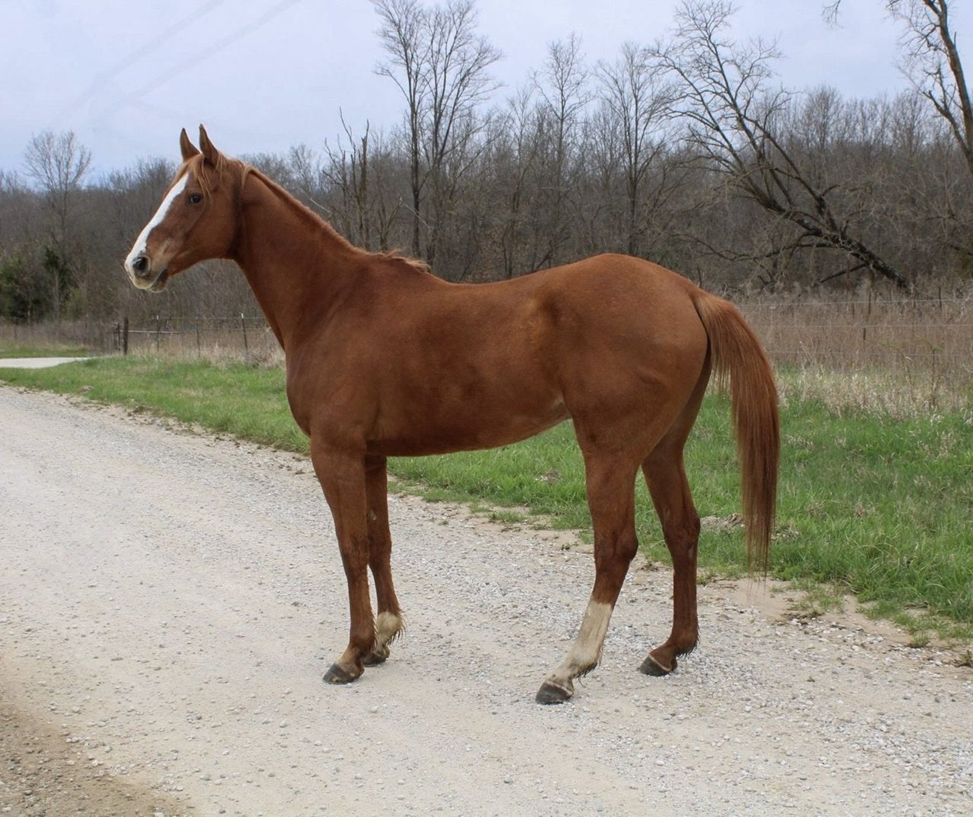 American Quarter Horse Gelding 13 years 16 hh Sorrel in Atlanta